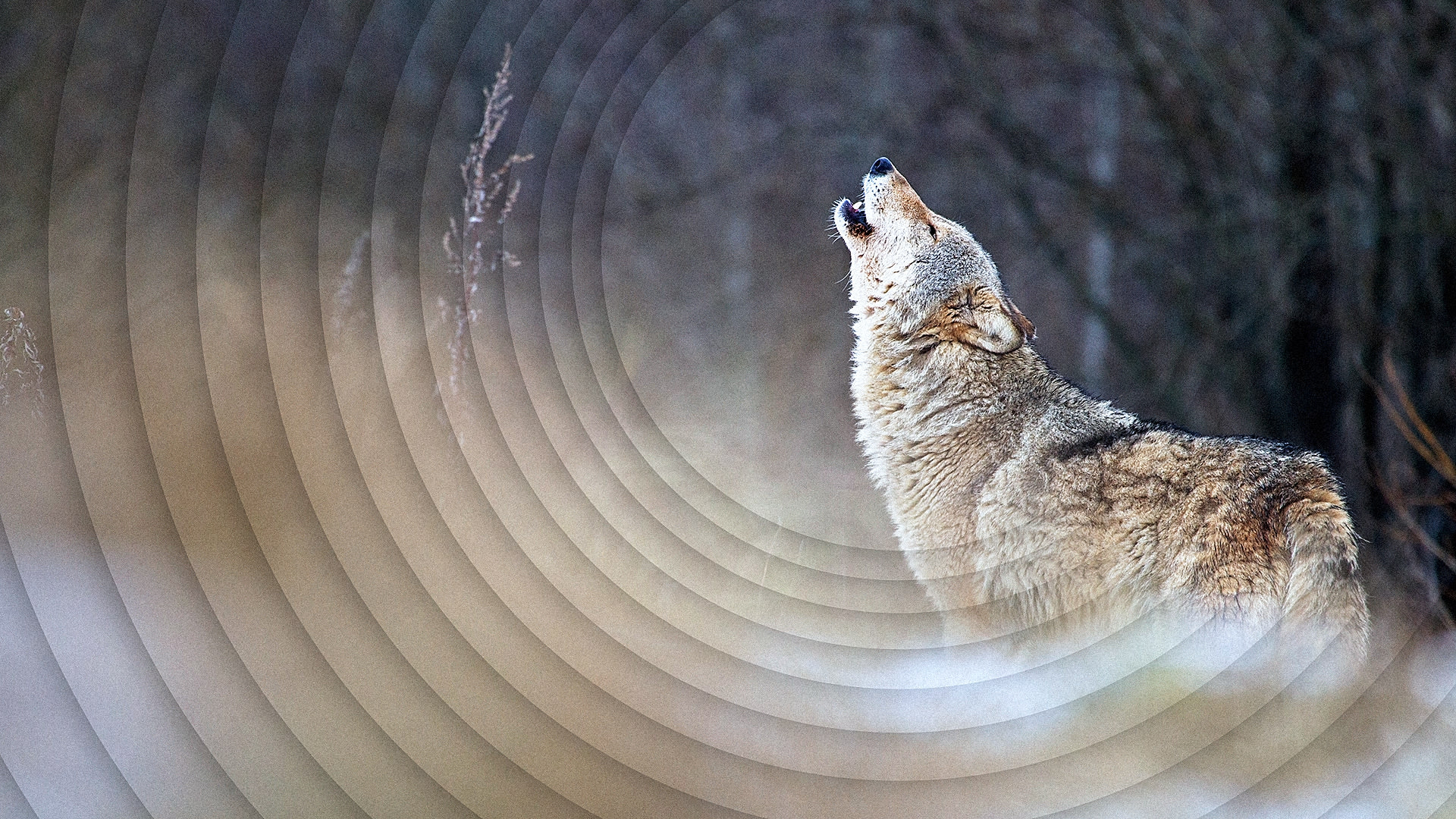 A Digital Exploration Of Nature's Beautiful, Melancholy Sounds - Fast ...