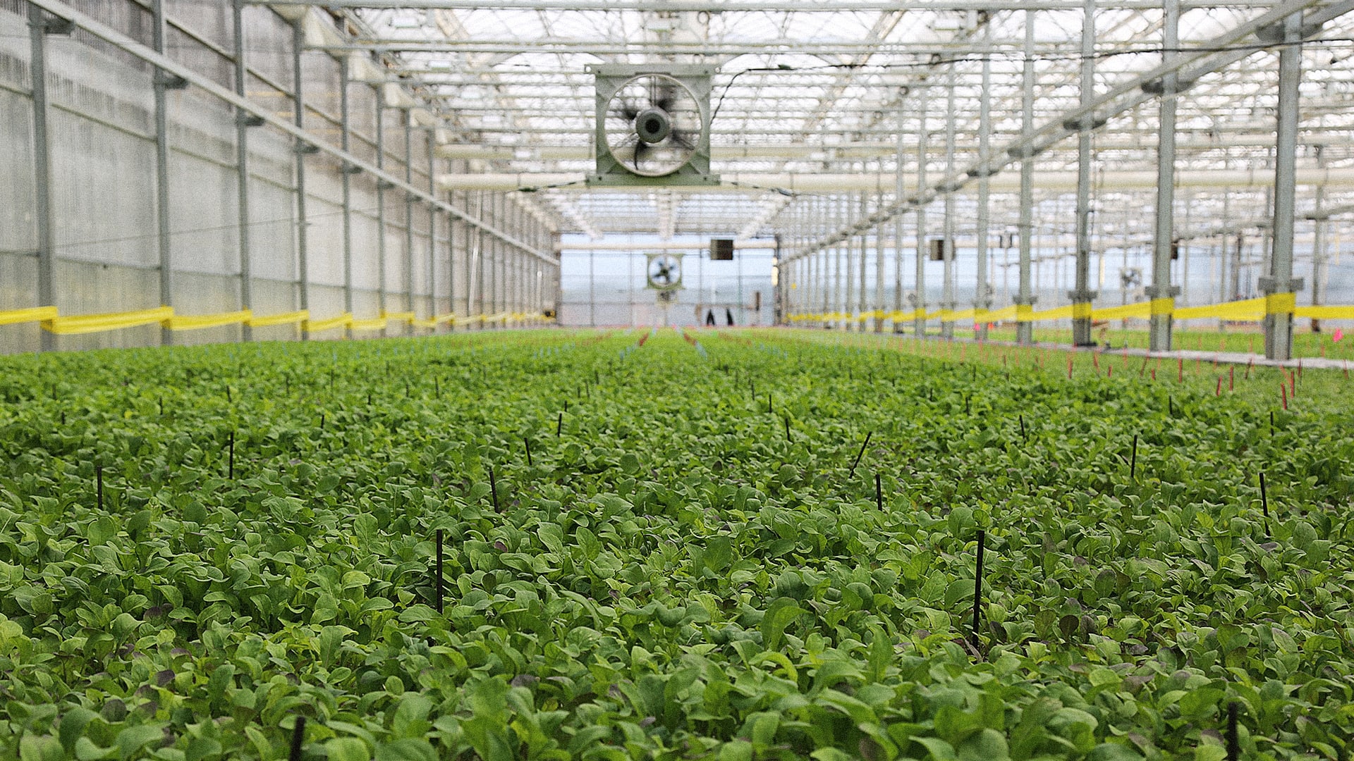 The Future Of Urban Farming Might Actually Be Suburban Farming - Fast ...