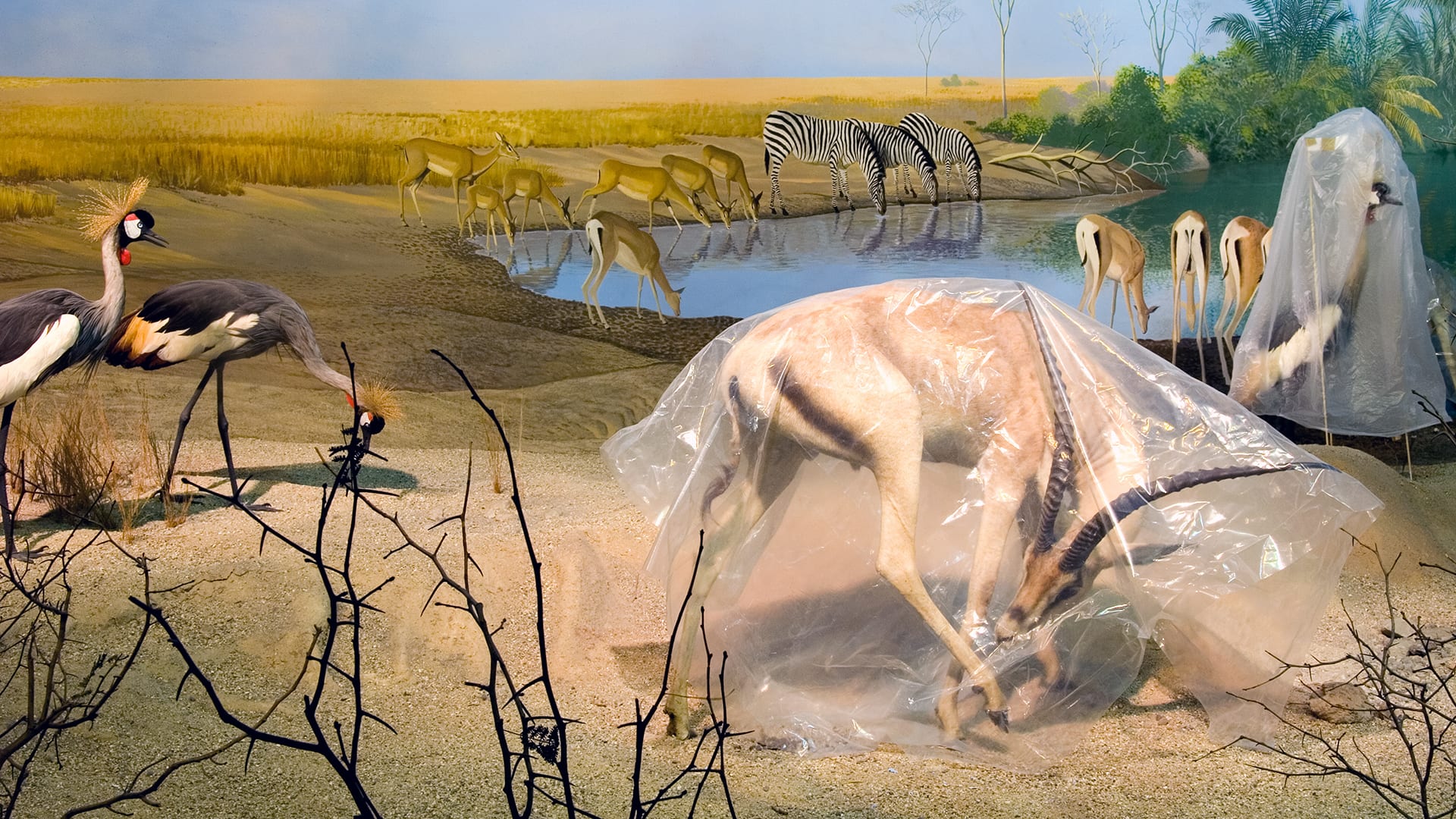 The Fine Art Of Capturing Manmade Wildlife - Fast Company