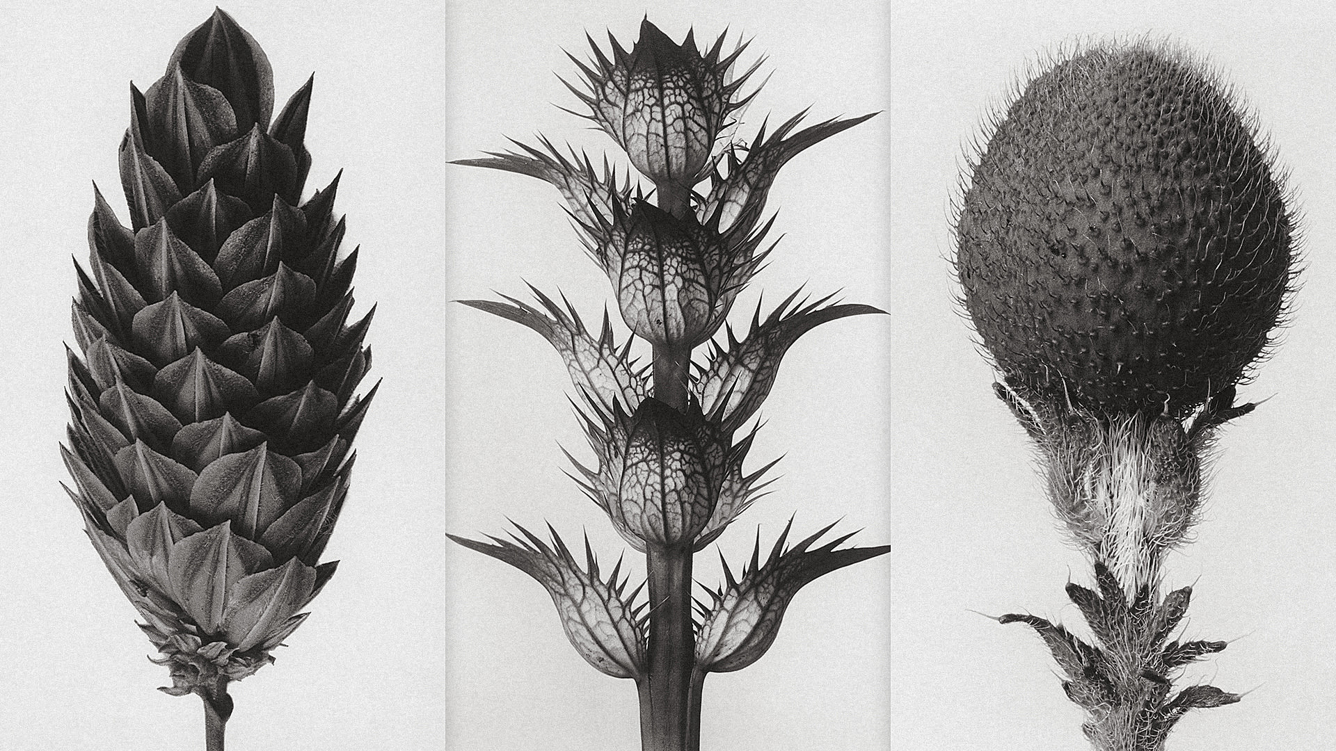 The Architectural Beauty Of Early 20th-Century Botanical Photographs ...
