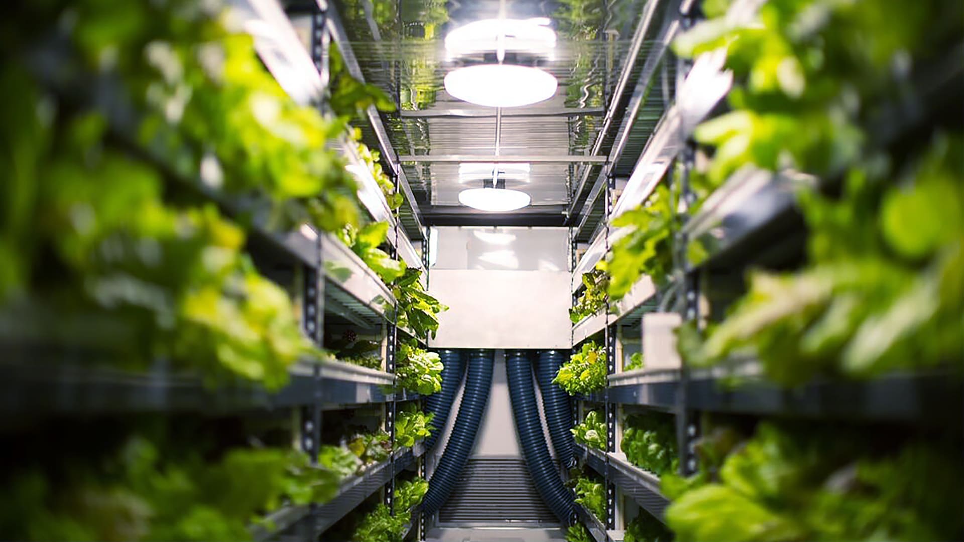 This Vertical Farm Wants To Be An Agriculture Company, Not A Tech ...