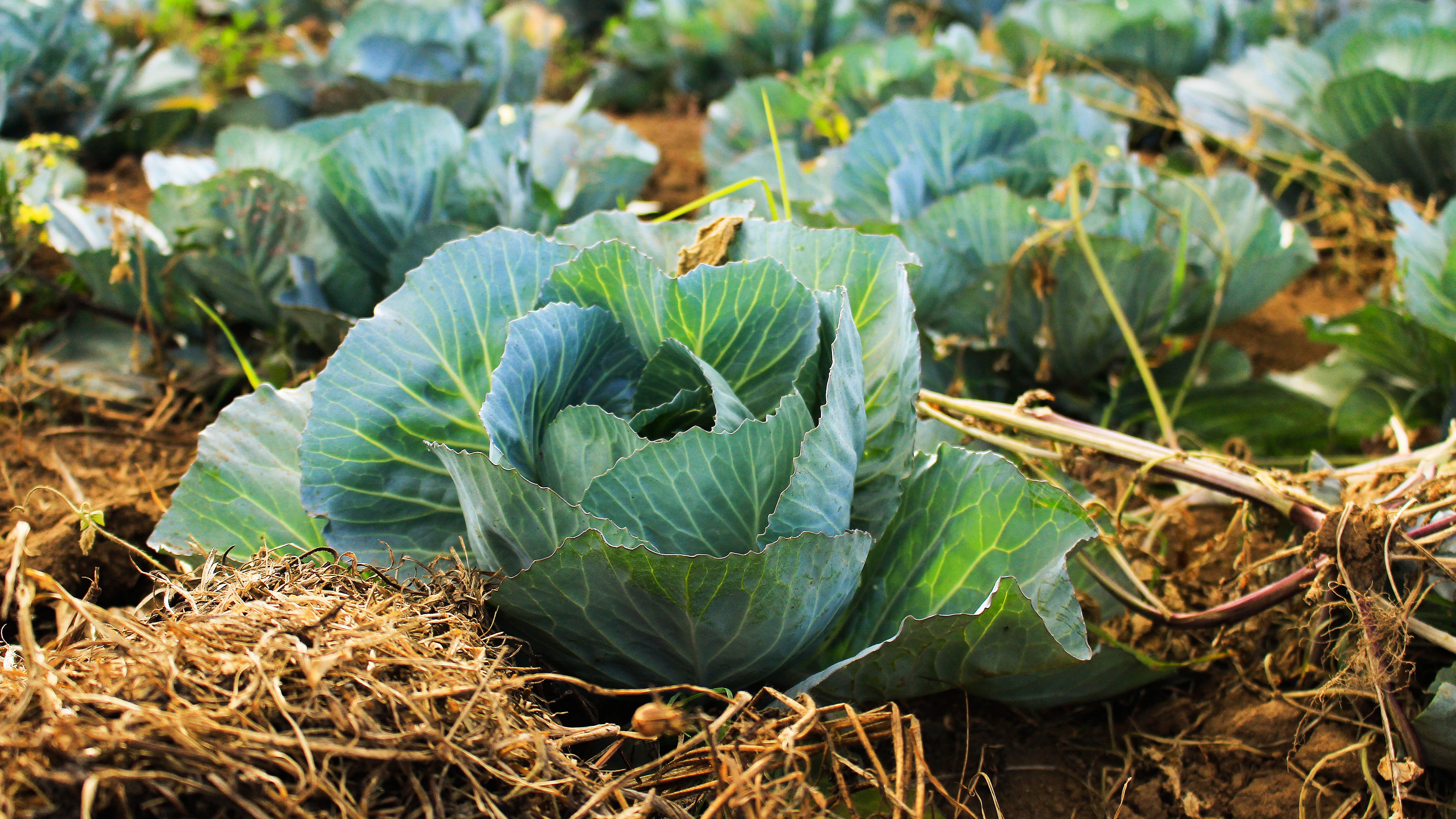 This New Housing Complex Has A Bonus: A 23-Acre Farm - Fast Company
