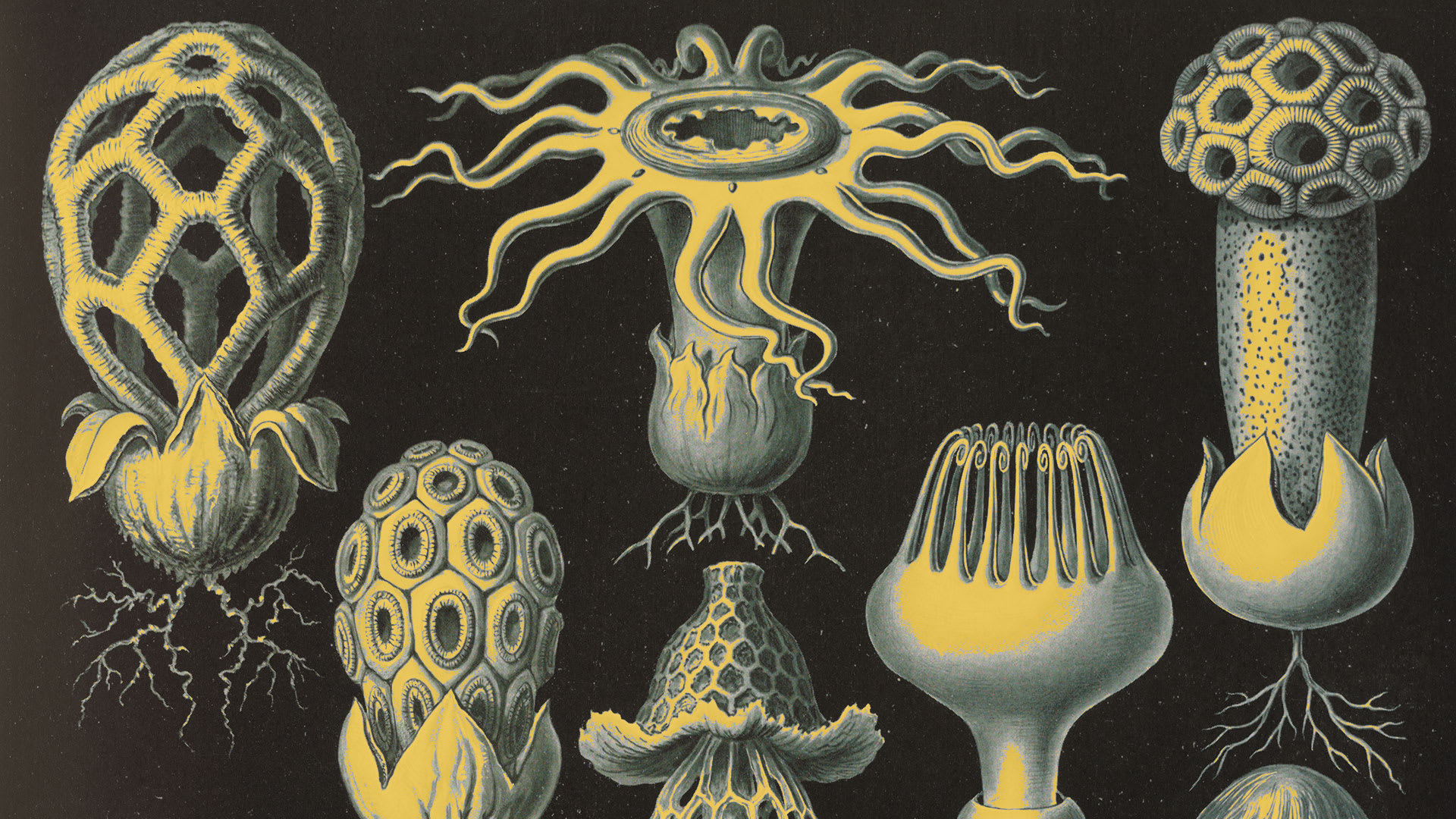 The 'Shroom Boom: Will Trendy Medicinal Mushrooms Go Mainstream In 2018 ...