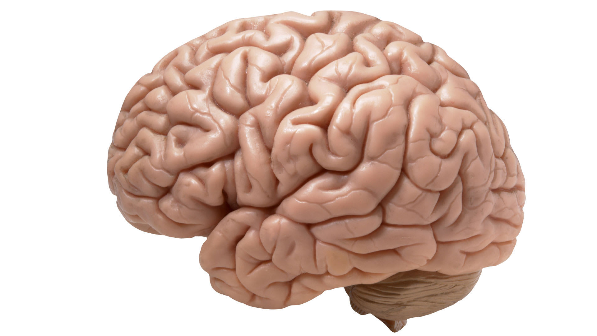 MIT's big brains will study brains to build better brains - Fast Company