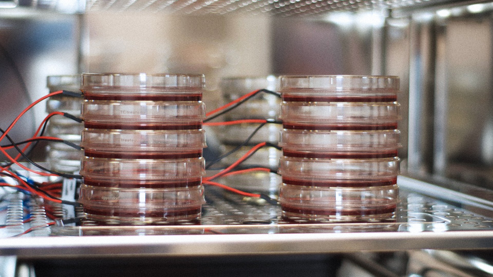 This Human Heart-On-A-Chip Lets Us Test Drugs On Actual Human Tissue ...