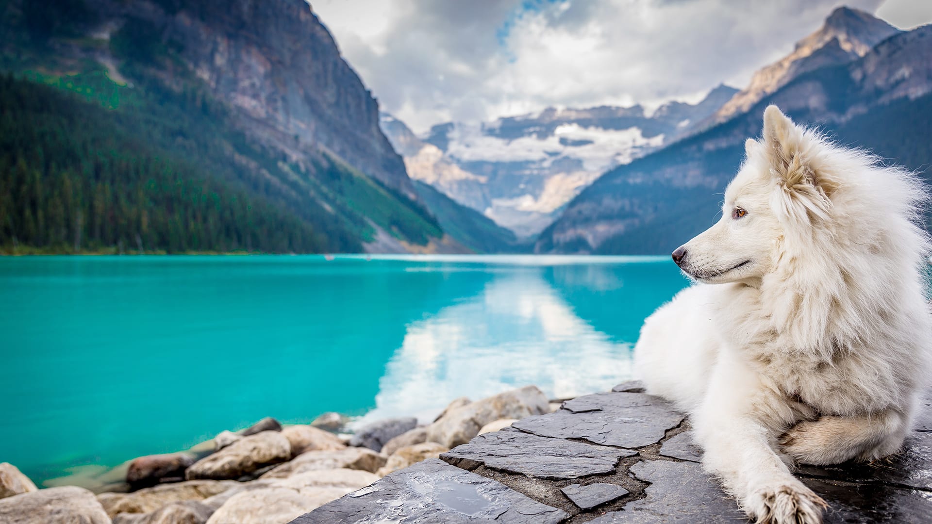 New Accelerator Is Looking For The Next Generation Of Tech For Pets ...