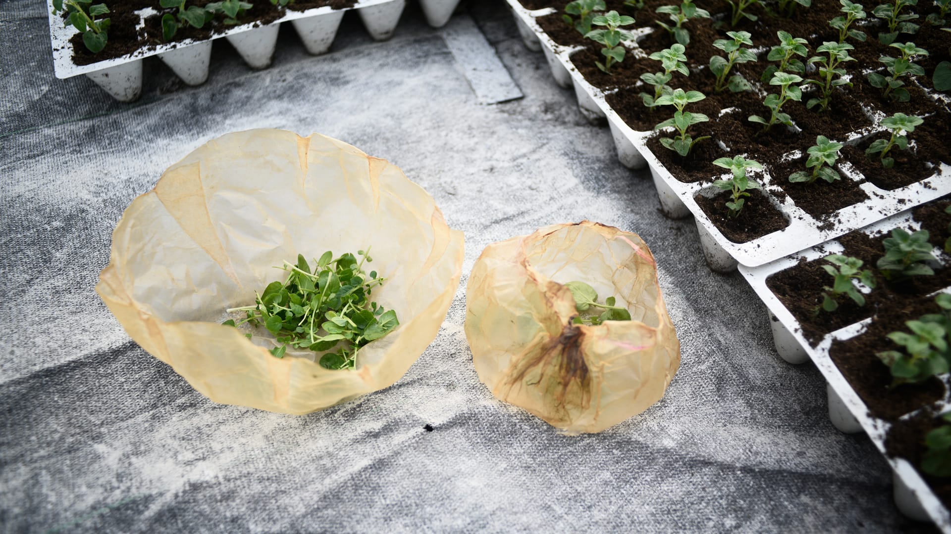 This new edible packaging is grown from kombucha - Fast Company