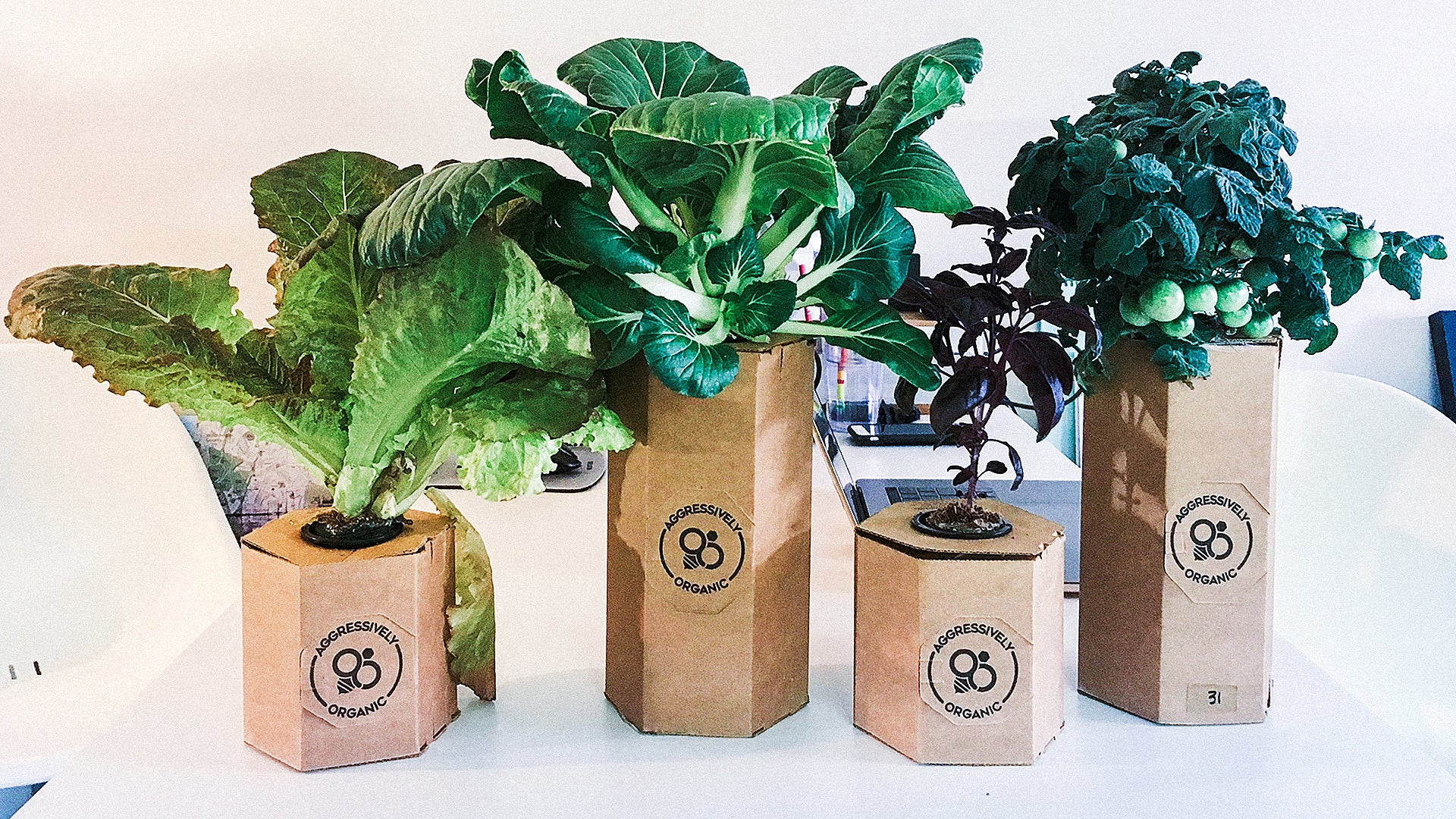 These low-tech indoor gardens bring vegetables to your kitchen - Fast ...