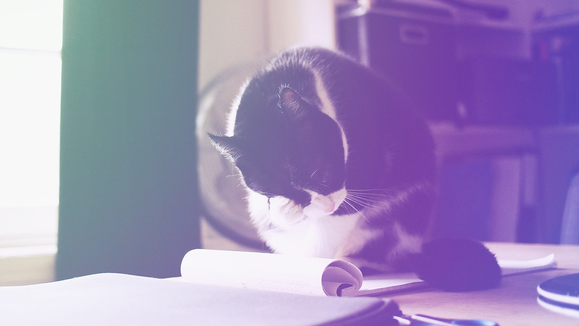 A mind-controlling parasite found in cat poo can make you an ...