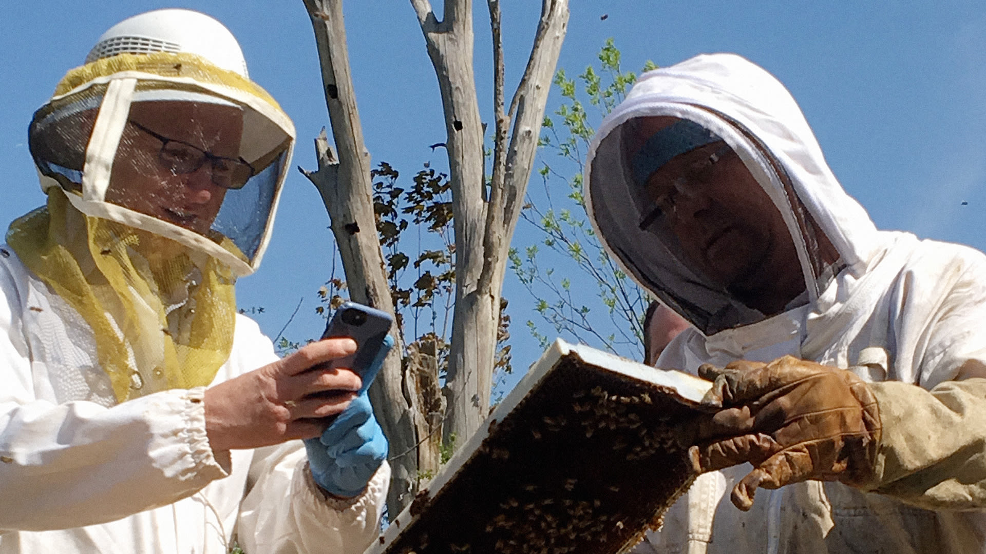 These probiotics for bees are designed to boost insect immune systems ...