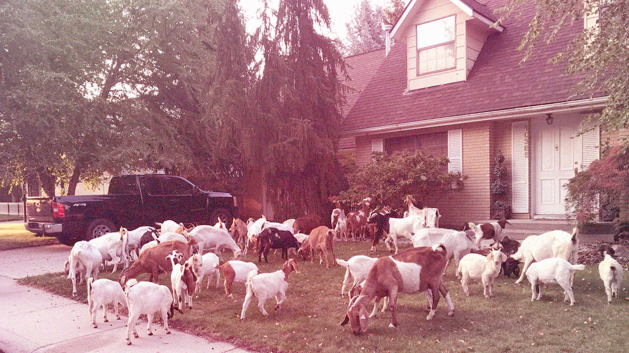 Boise goat watch! Idaho streets were covered in goats and no one knew ...