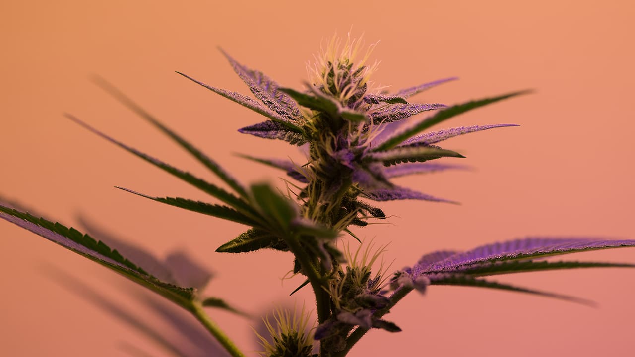 The first FDA-approved cannabis-based drug is now available - Fast Company