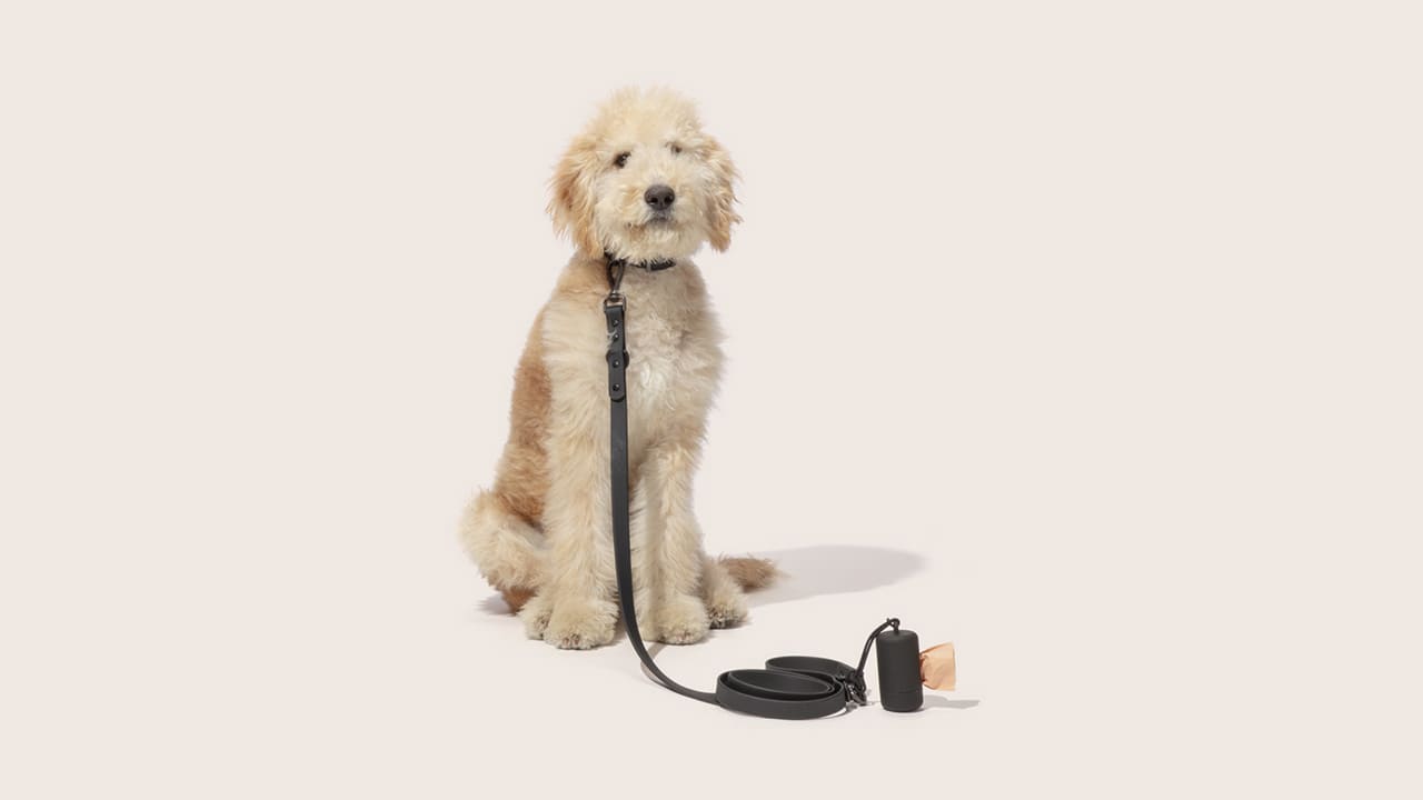 Finally, dog gear for design snobs - Fast Company