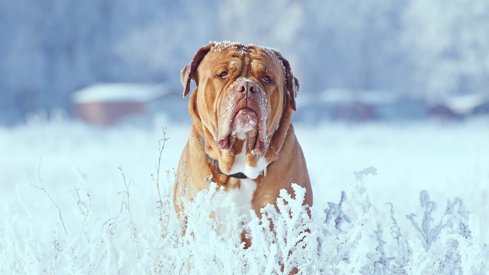Polar vortex: Do these 7 things to protect your pets from cold weather ...