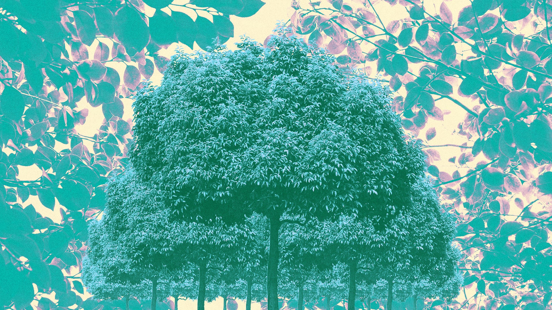 This initiative is trying to plant 100 million trees by 2022-and wants ...