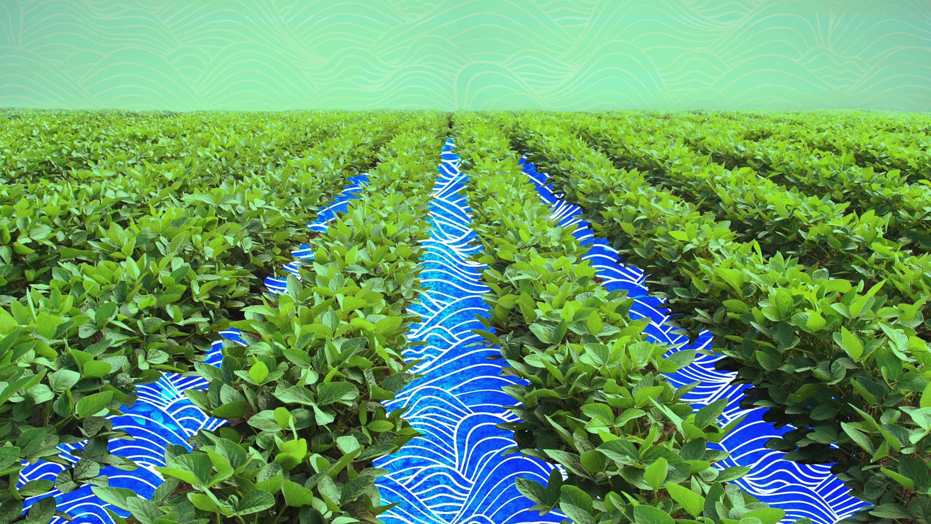 The shape of water: How agtech is making irrigation more efficient - Fast Company