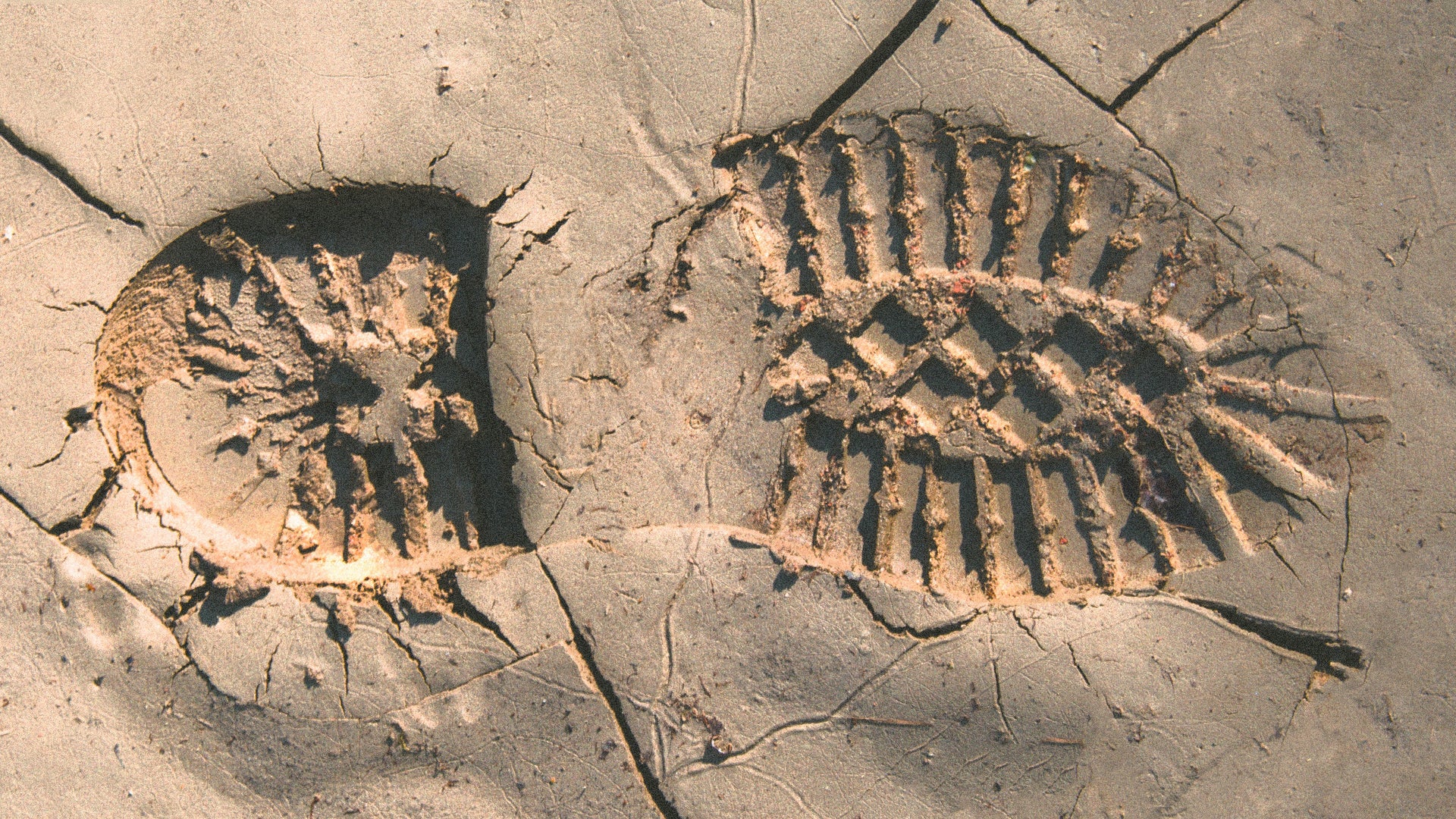 After humans trigger mass extinction on Earth, it may take 10 million ...
