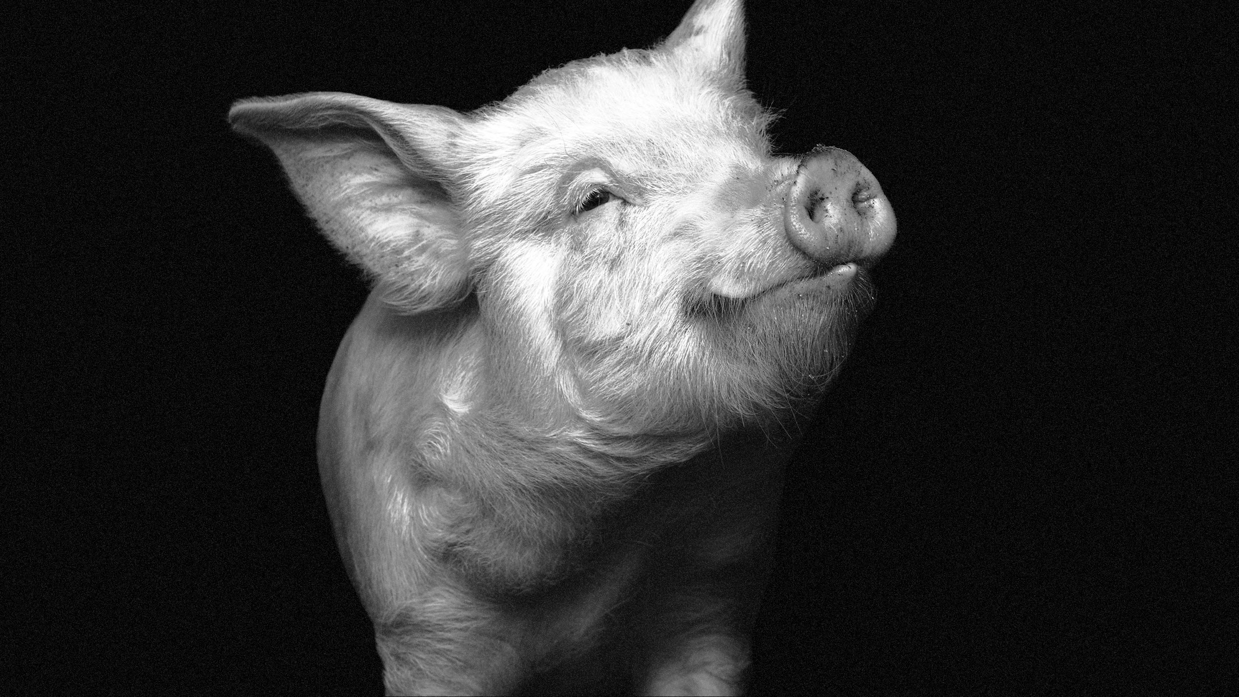 This macabre pig brain study tells us that "death" isn't simply black ...