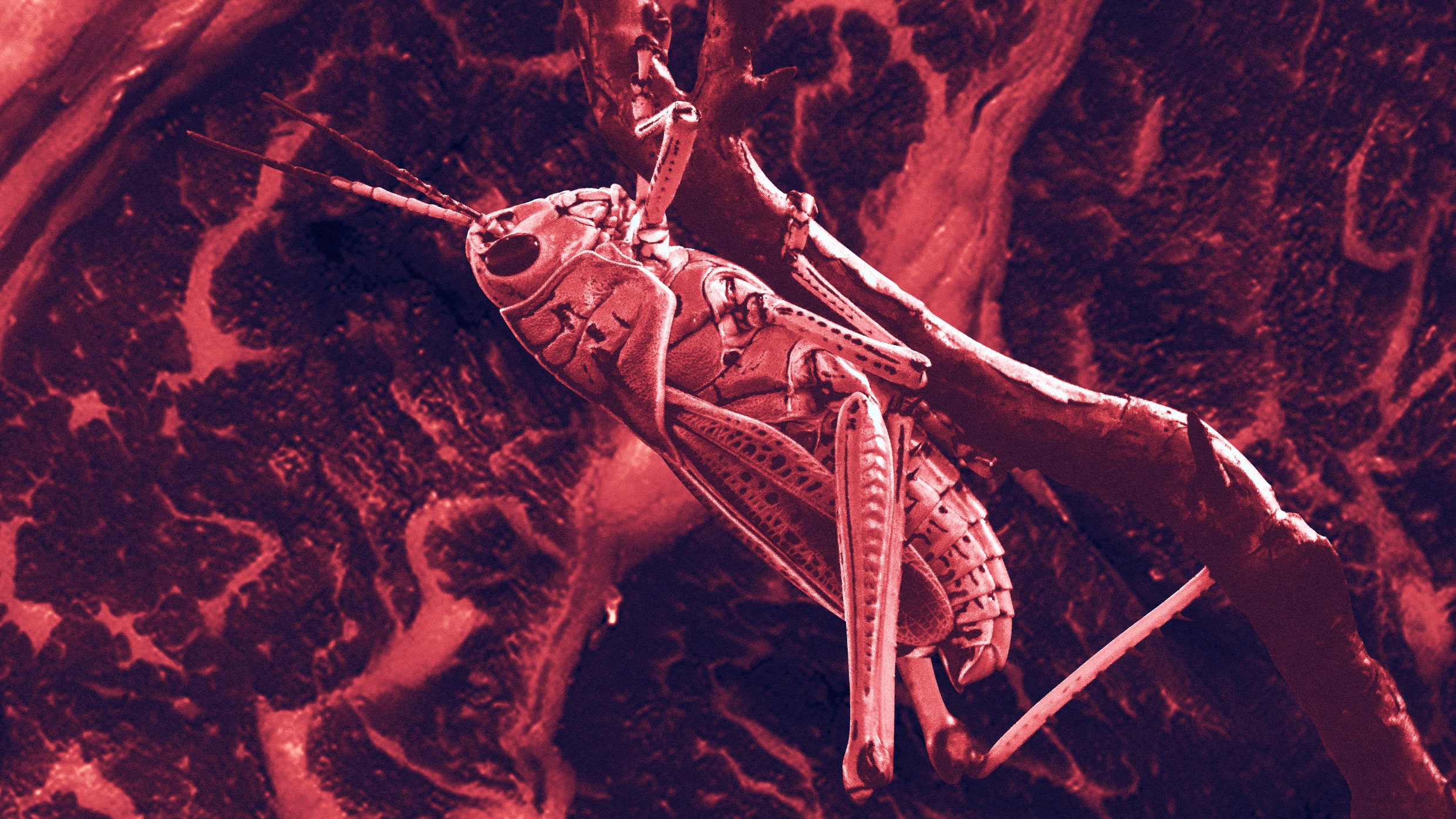 Insects might be the key to making lab-grown meat take off - Fast Company