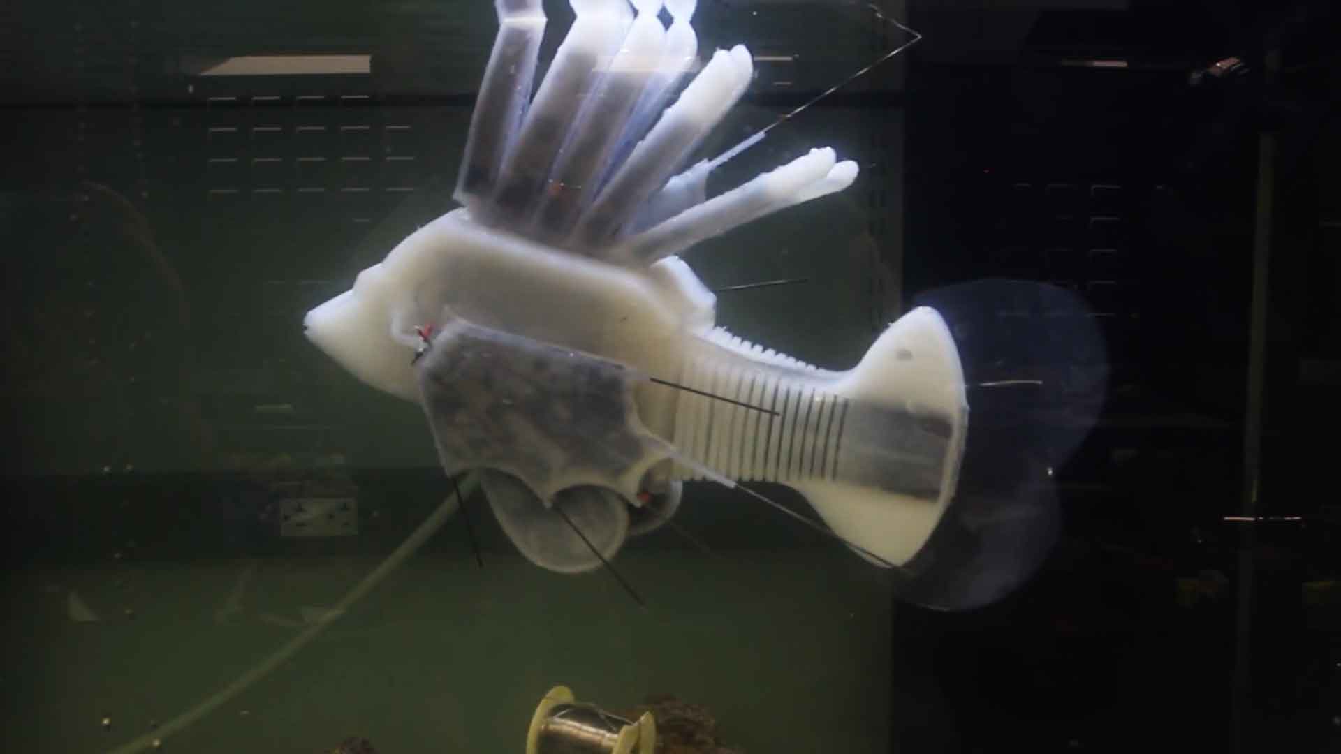 This robot fish has synthetic blood and a circulatory system - Fast Company