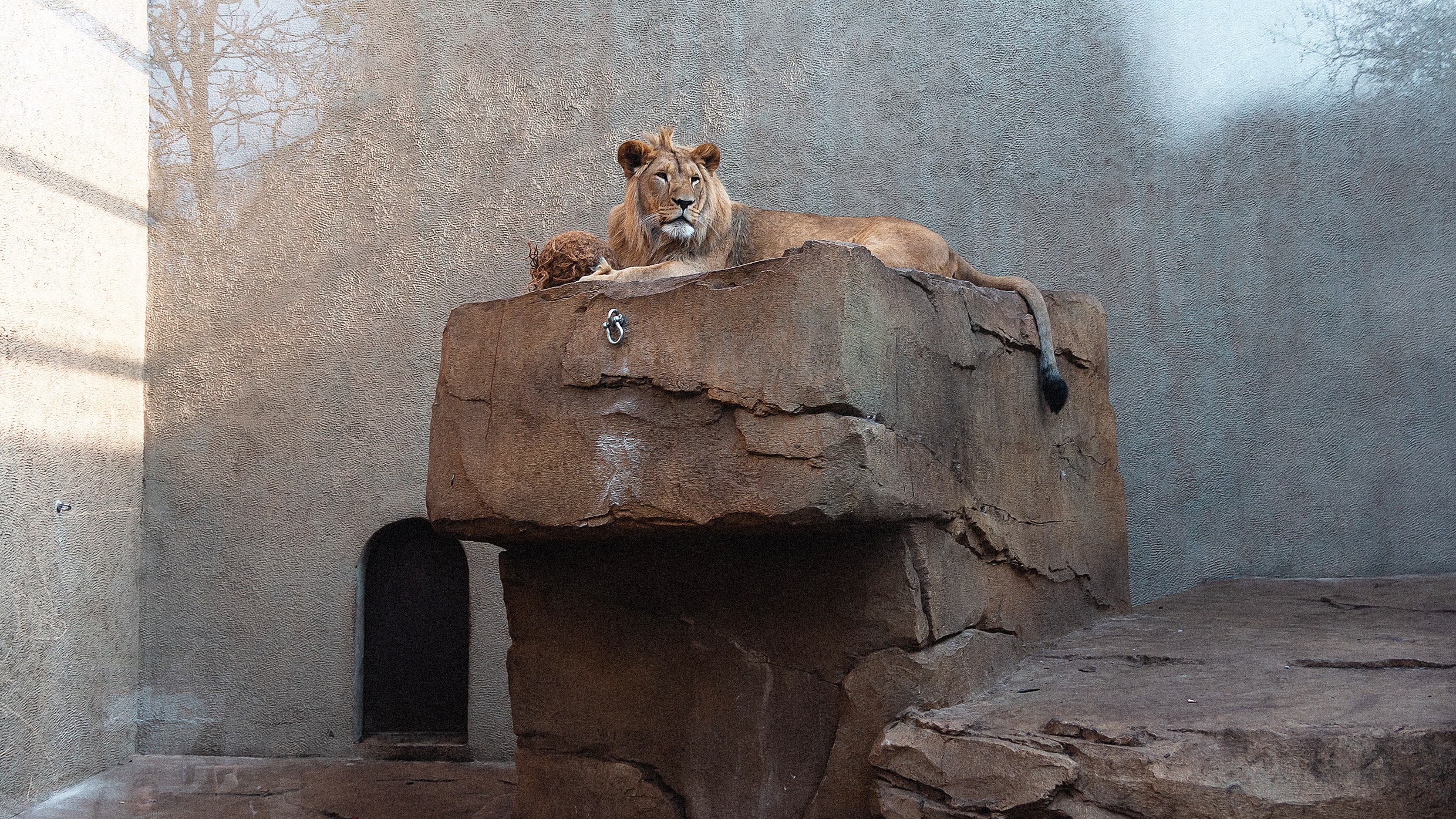 Should zoos exist? - Fast Company