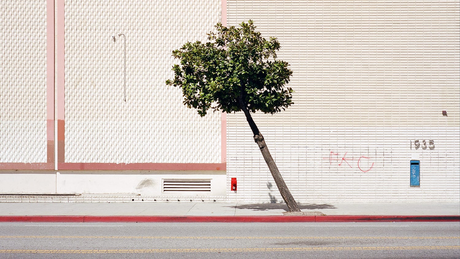 These photos of trees surviving in cities are hopeful and heartbreaking ...