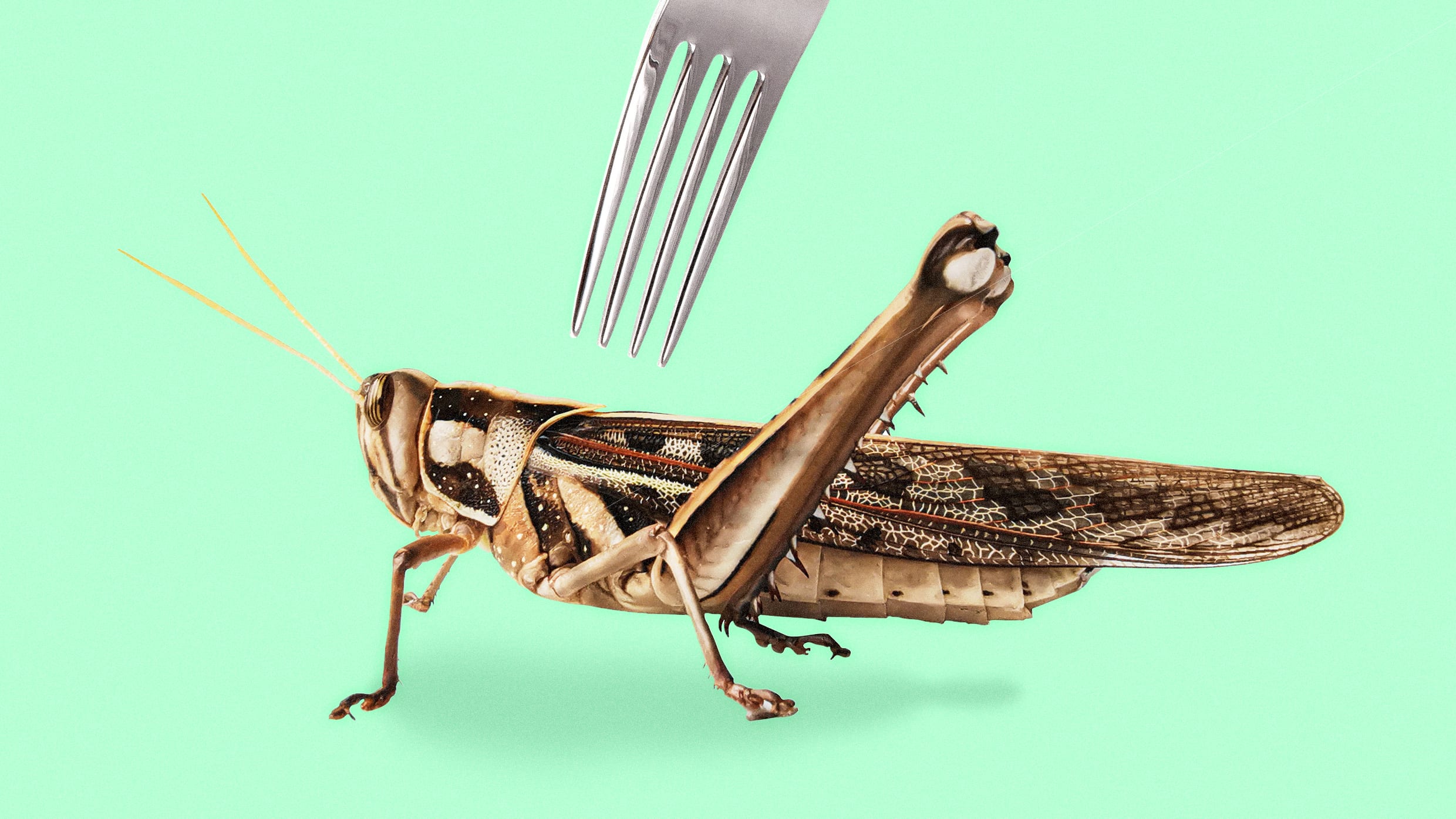 Is eating bugs any morally different than eating cows? - Fast Company