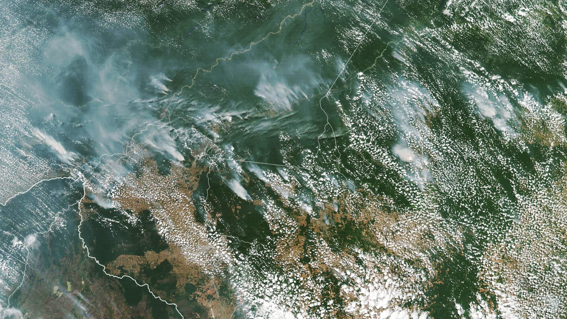 How to help the Amazon rainforest: 9 things you can do during the fires ...