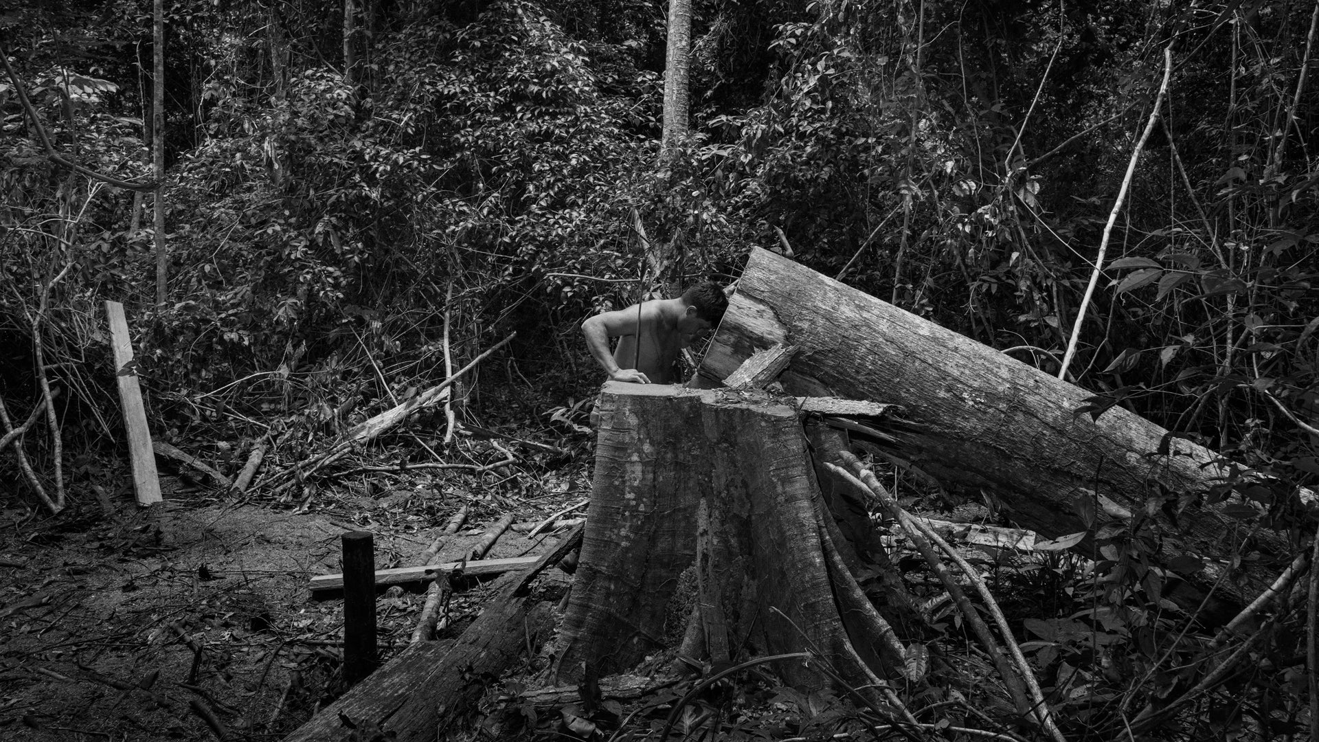 A haunting portrait of crisis in the Amazon rain forest - Fast Company