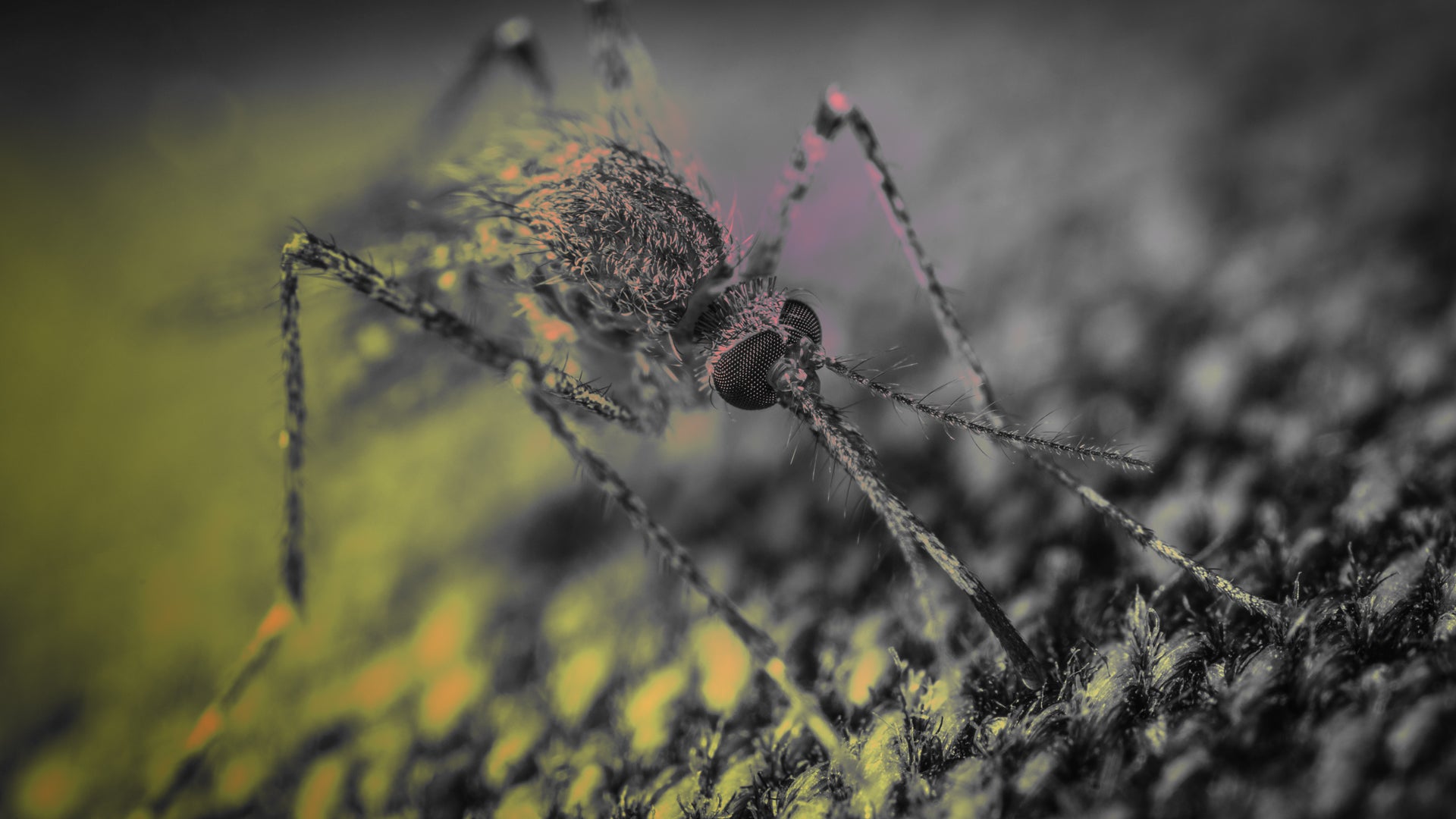 EEE mosquito-borne virus: What to know and how to protect yourself ...