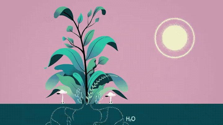 Bill Gates wants to hack photosynthesis - Fast Company