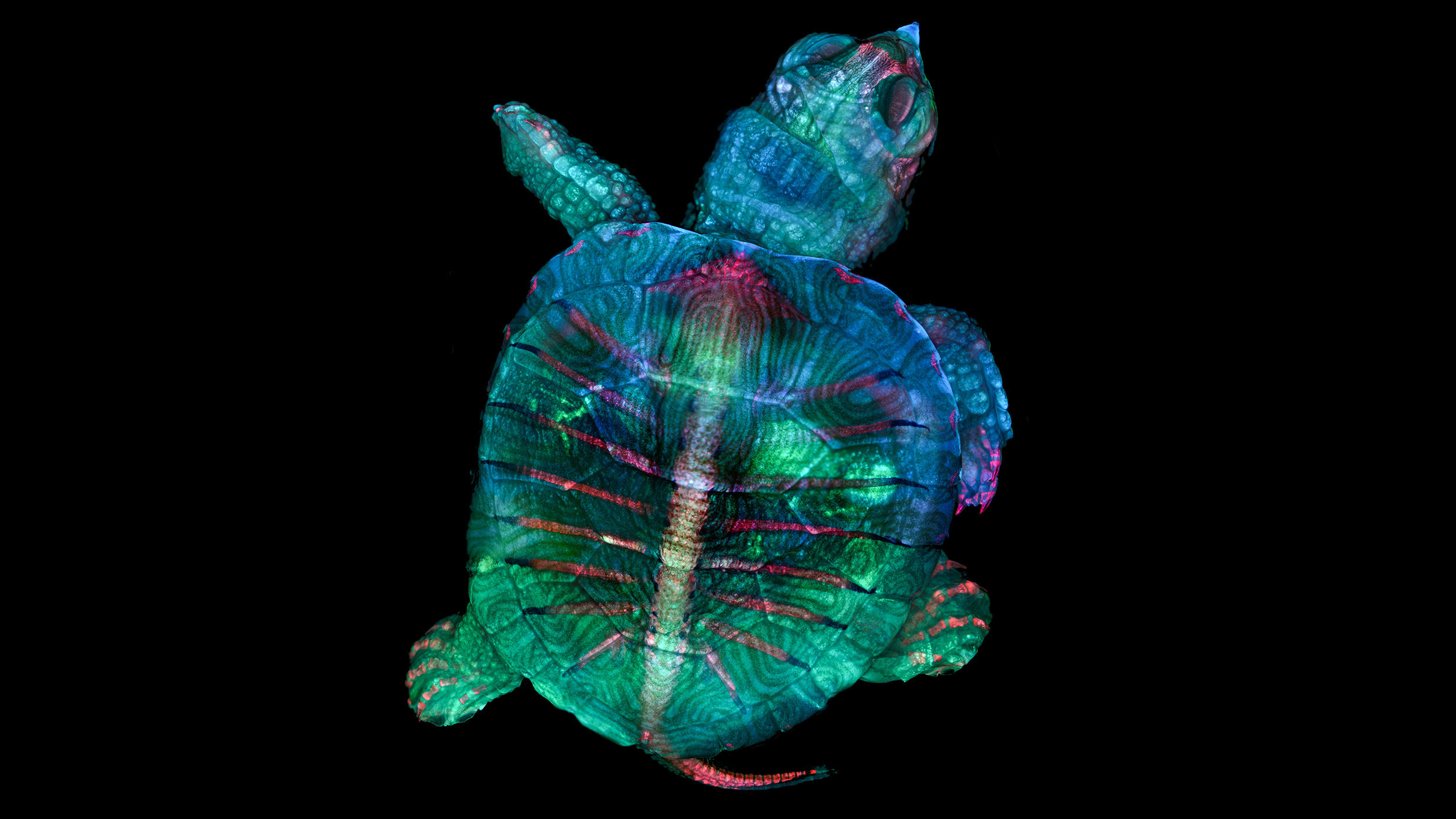 See the year's most remarkable microscope photographs - Fast Company