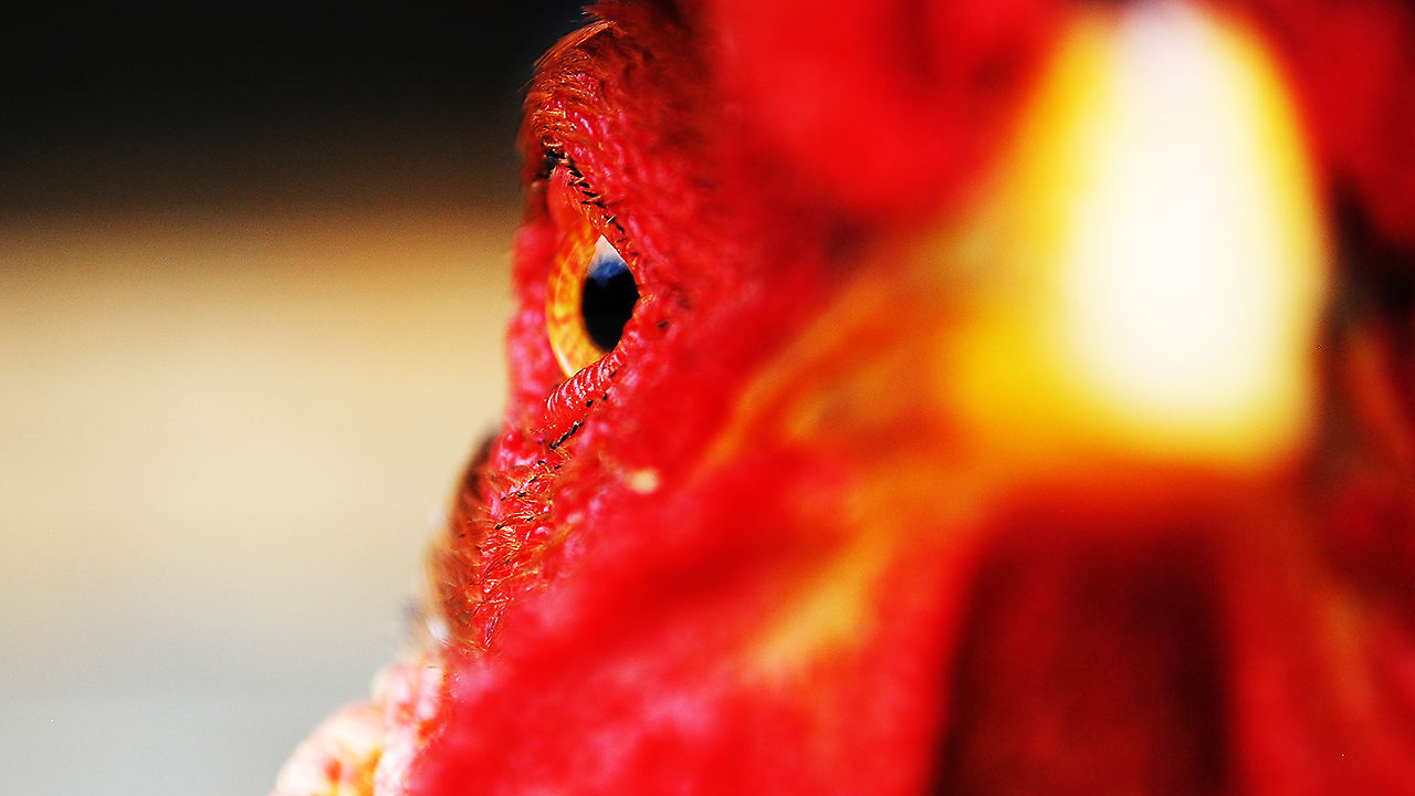 How to tell if you have chicken that's been recalled by the USDA - Fast ...