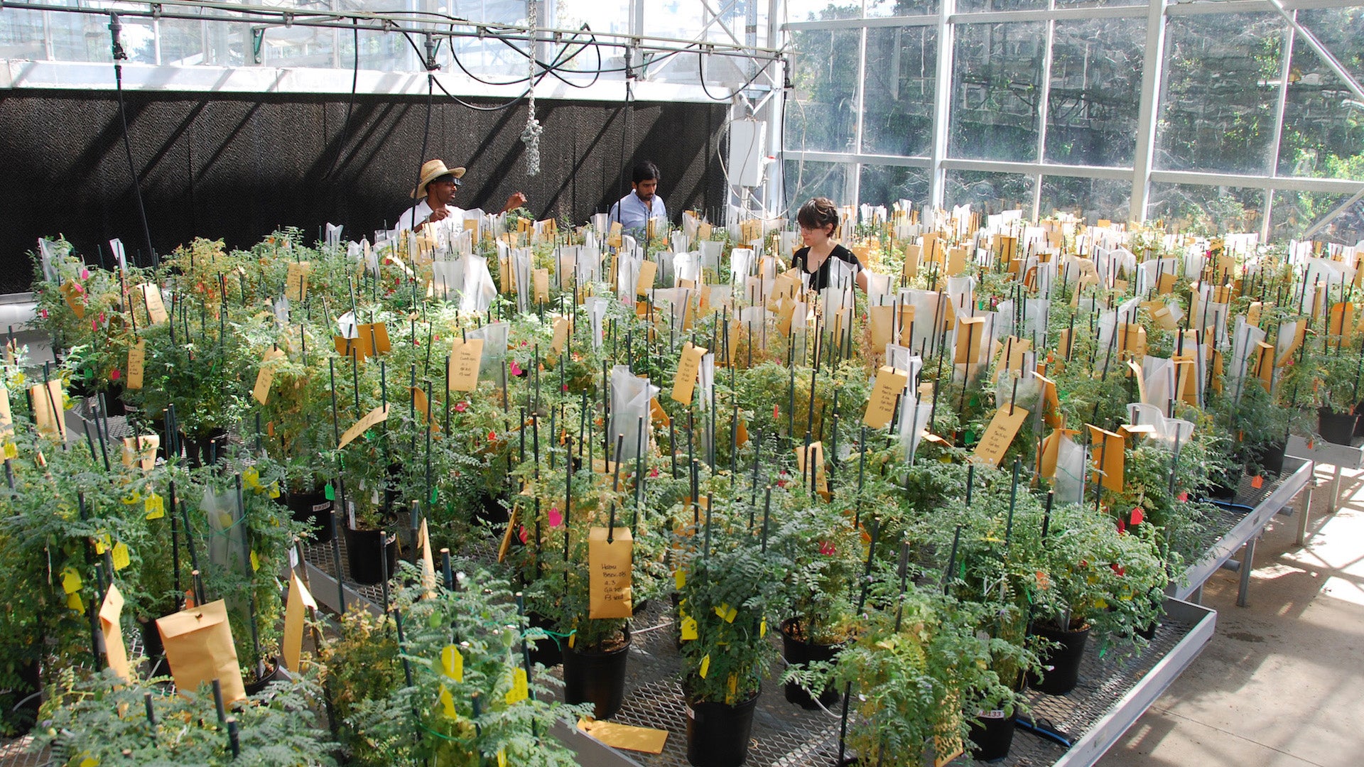 Scientists are searching the world for rare varieties of seeds that ...