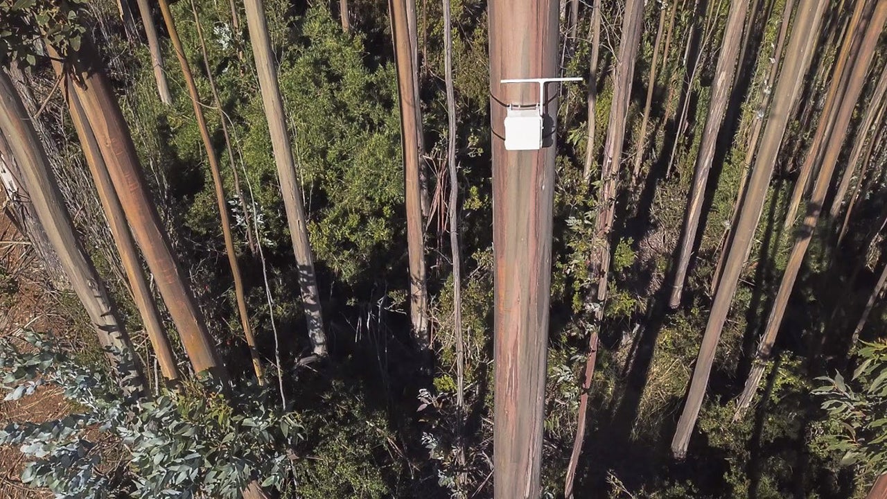 These "digital noses" in trees sniff the air for forest fires - Fast ...