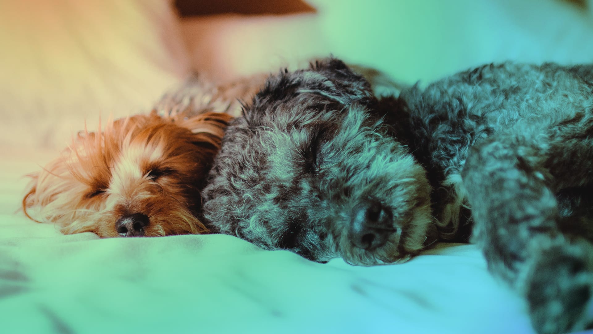 Humans can now infect their pets with the coronavirus - Fast Company