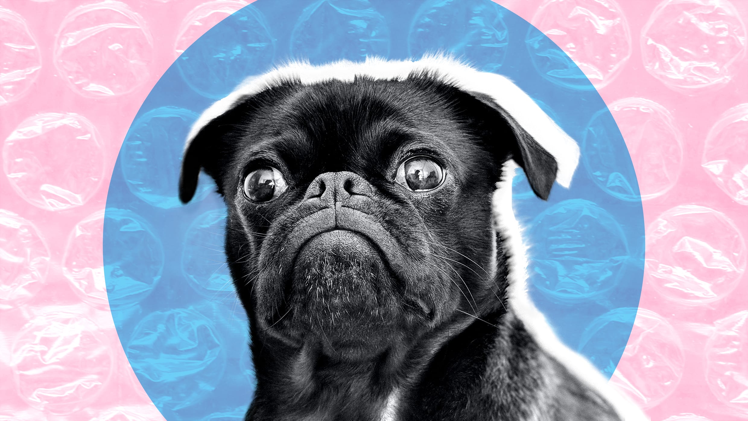 Coronavirus and pets: Here's what the CDC says about dogs, cats, and ...