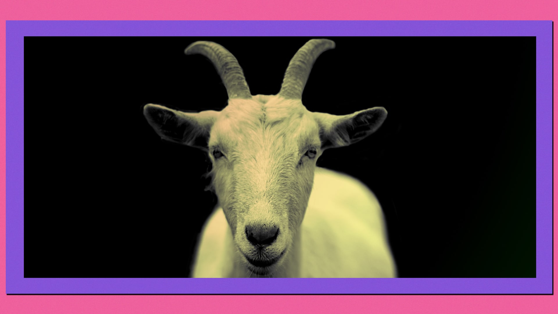 You can now book a goat to liven up your boring Zoom meeting (yes ...