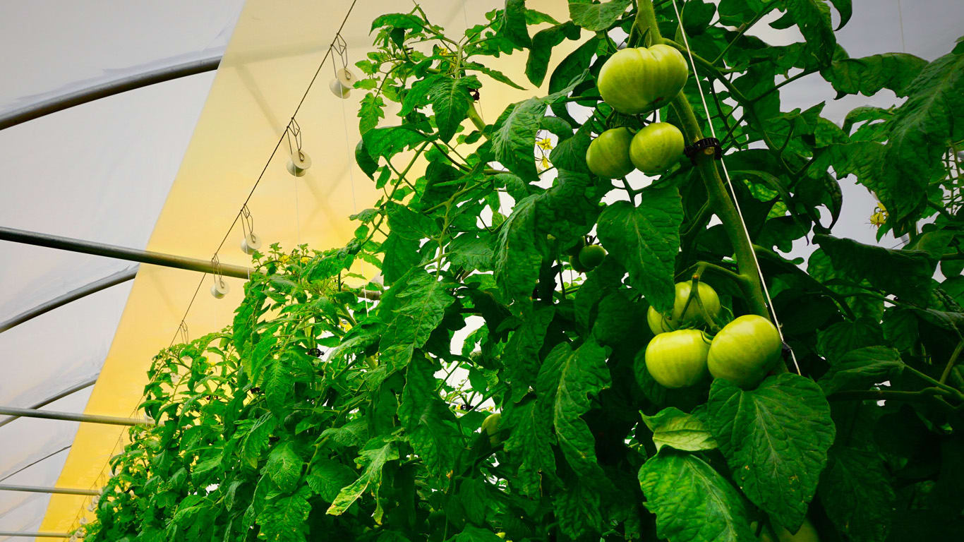 This 'quantum dot' tech helps grow more plants by making sunlight more ...