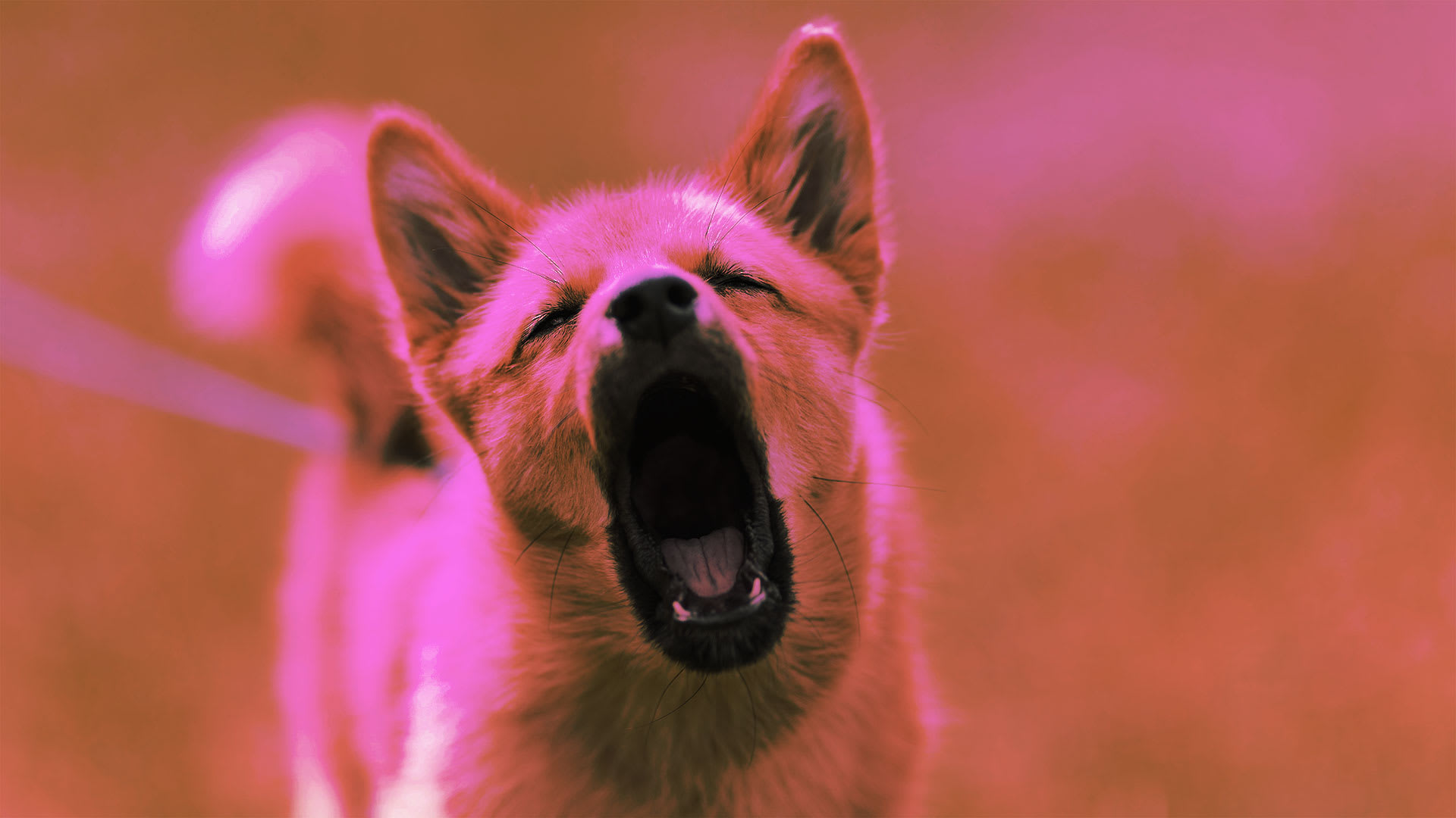 6 tips to controlling background noise in your video meetings - Fast ...