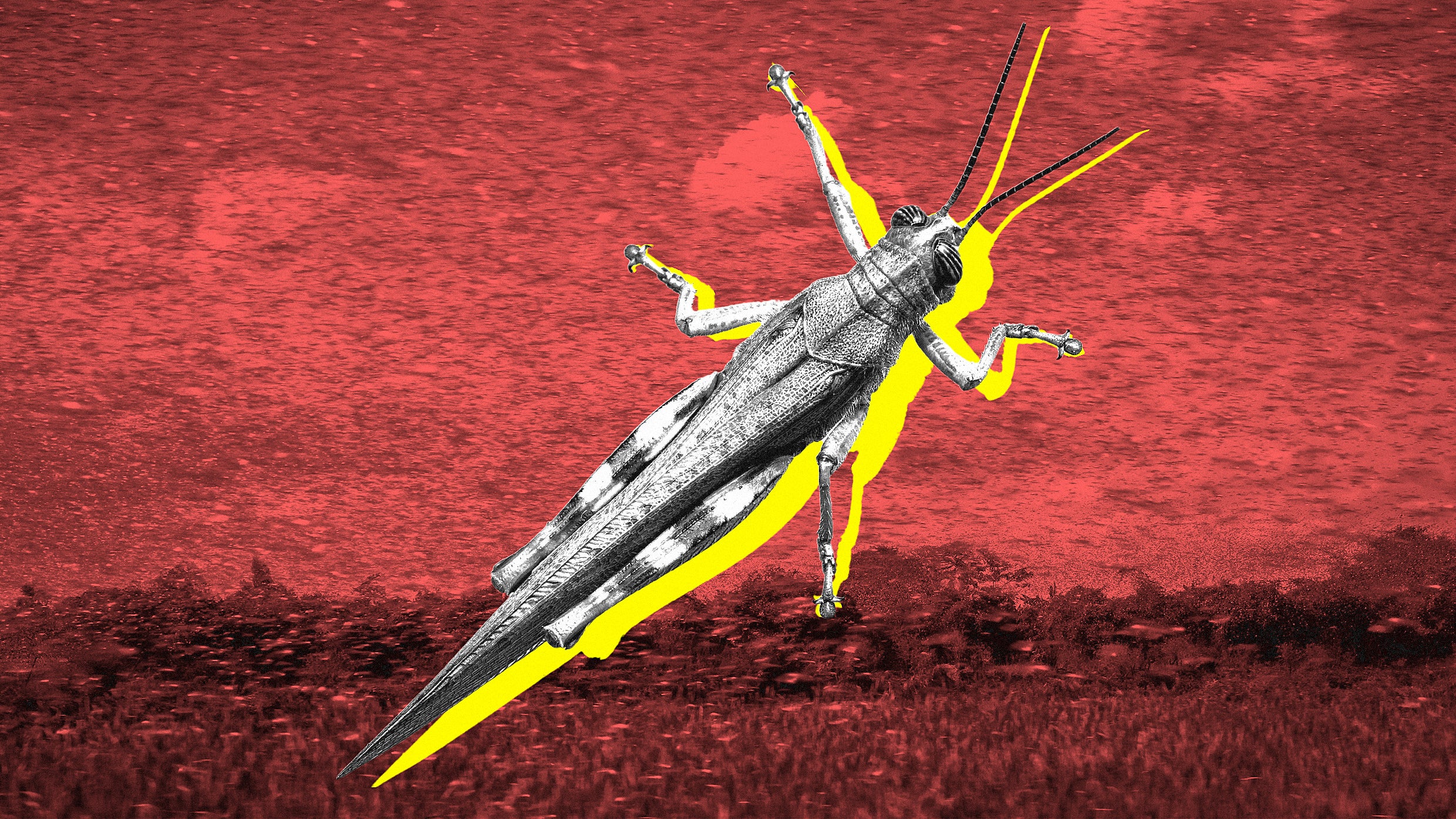 A enormous swarm of locusts—8,000 times larger than before—could ...