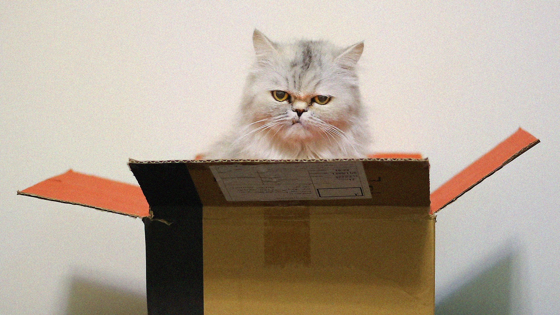 Amazon knows you have too many boxes, so it wants you to make cat ...