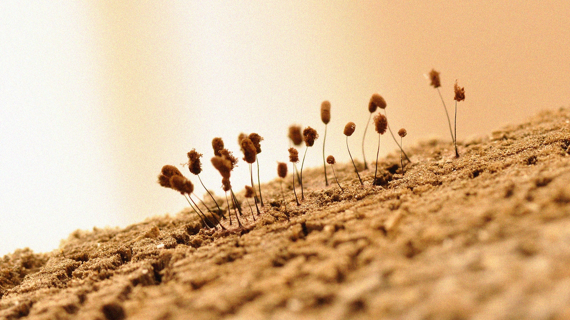 Coating seeds in these microbes superpowers plants' carbon capture ...