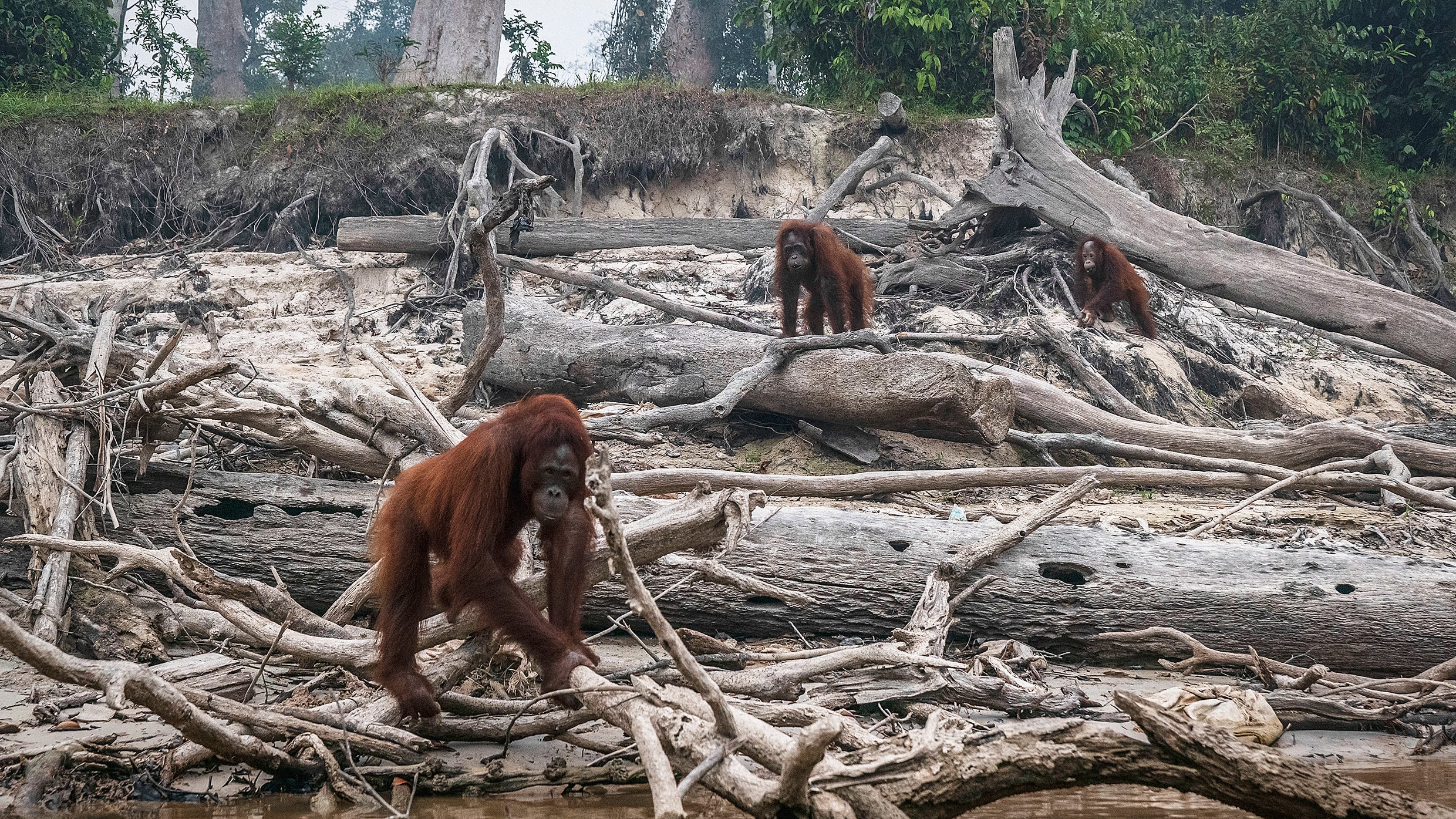 Wildlife populations have declined by 68% since 1970—and it's humanity ...