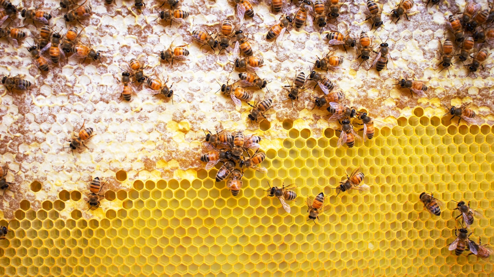 Airbnbee? This company lets you host a beehive in your backyard - Fast ...
