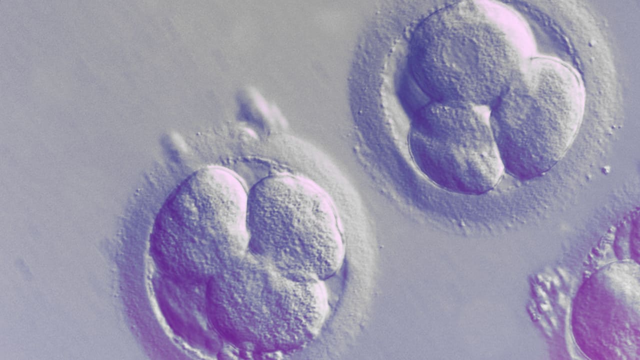 This is why scientists want to study human embryos beyond the 2-week ...