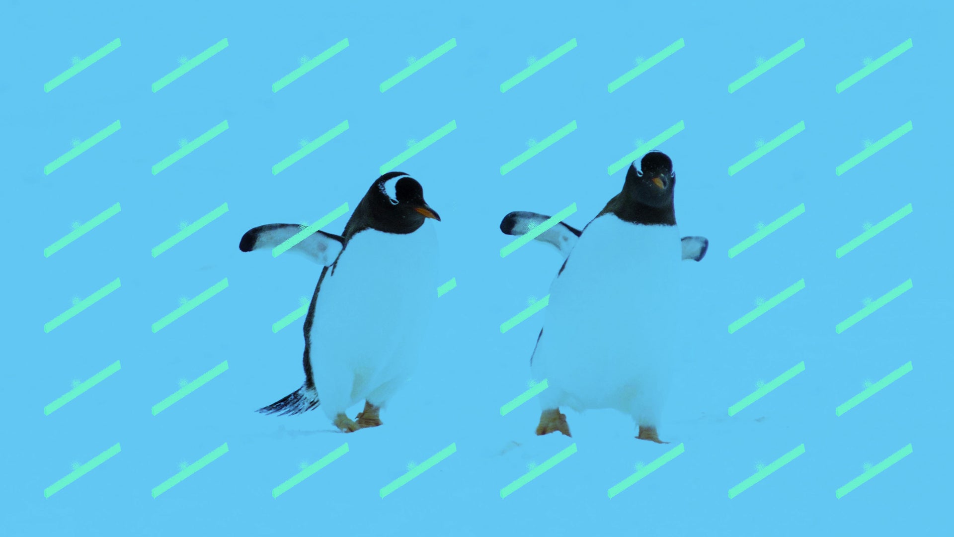 Miss Hipmunk? Meet Flight Penguin, its founders' new travel search ...