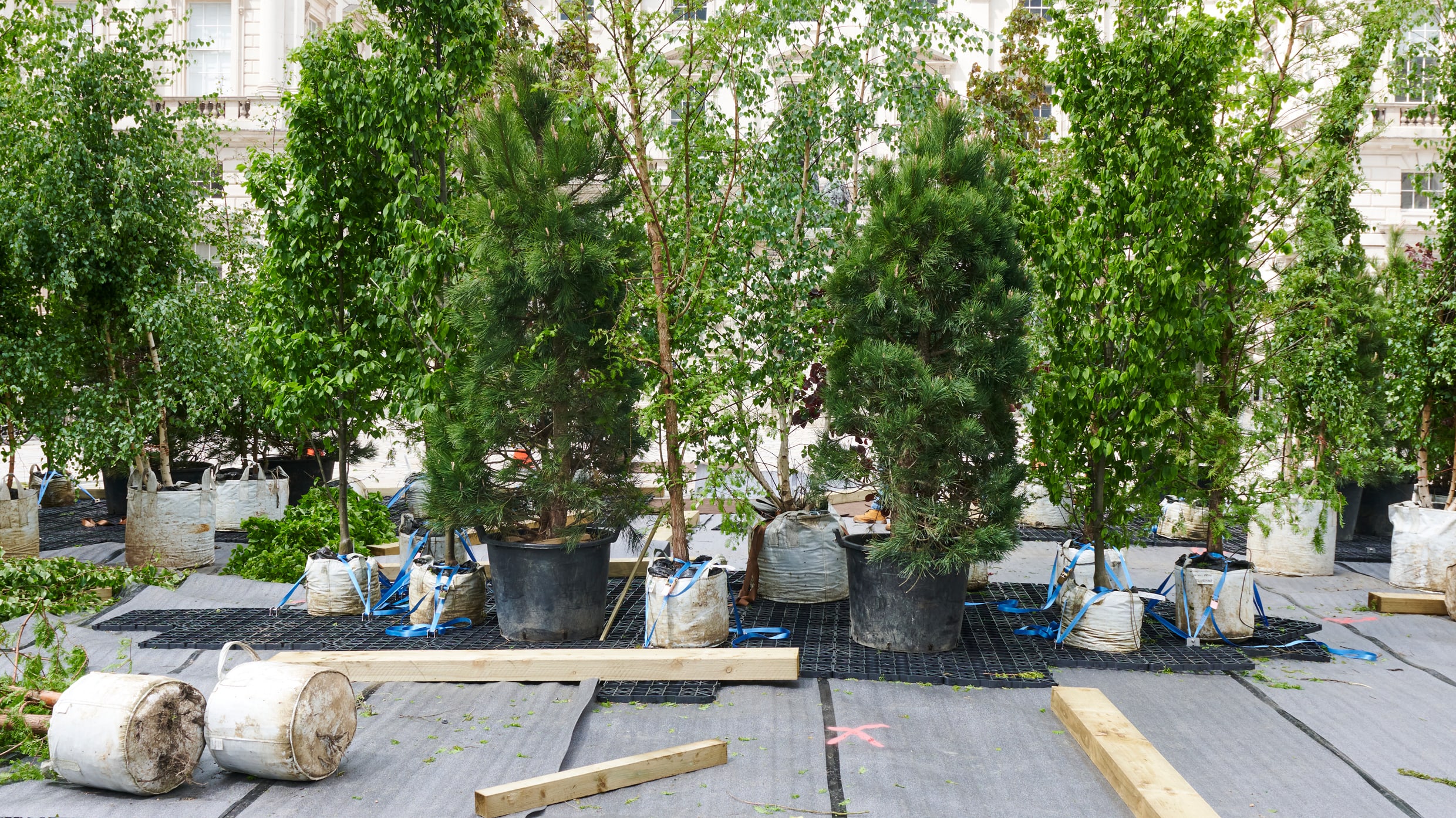 How to build an urban forest from scratch - Fast Company