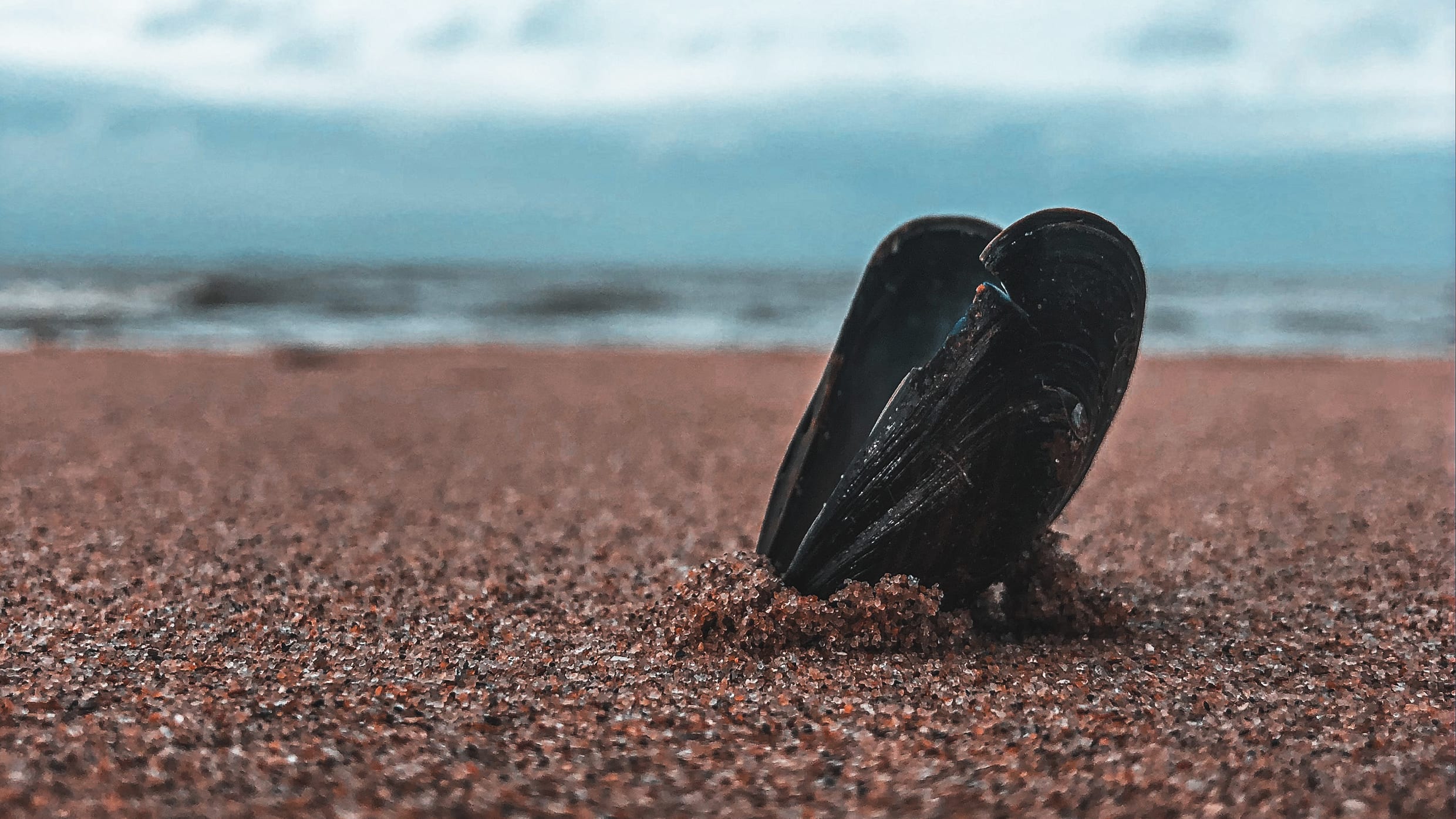 Want to clean up microplastics in the ocean? We just need more mussels ...