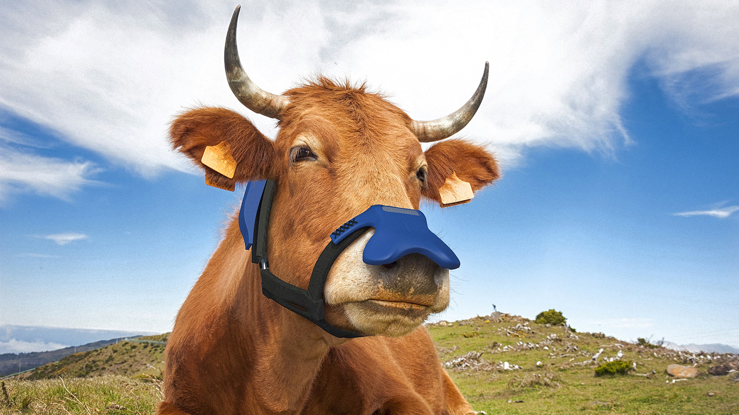 This mask for cows isn't for COVID—it helps reduce methane emissions ...